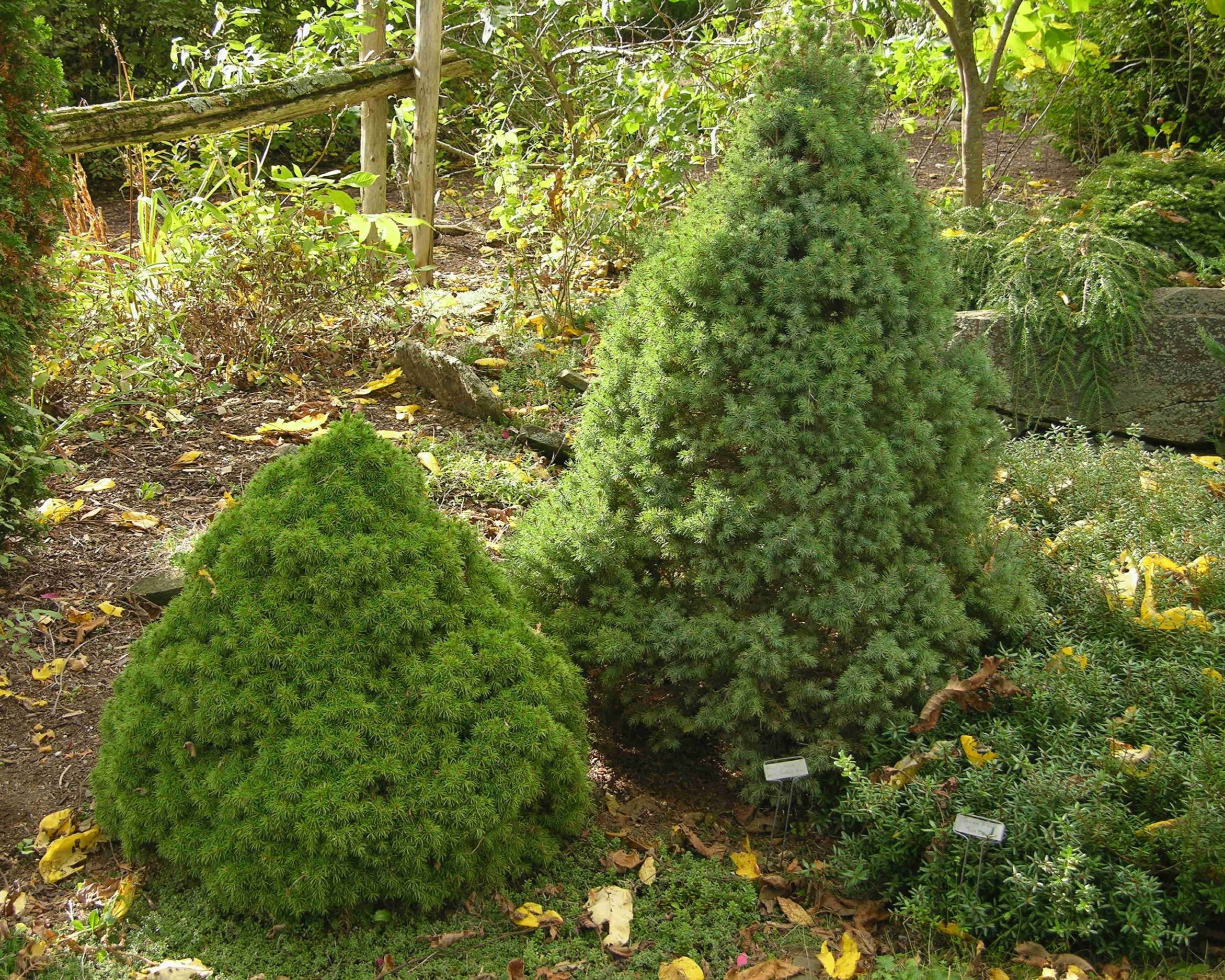 Inversa Weeping Spruce — Corn Hill Nursery