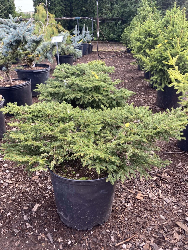 Inversa Weeping Spruce — Corn Hill Nursery