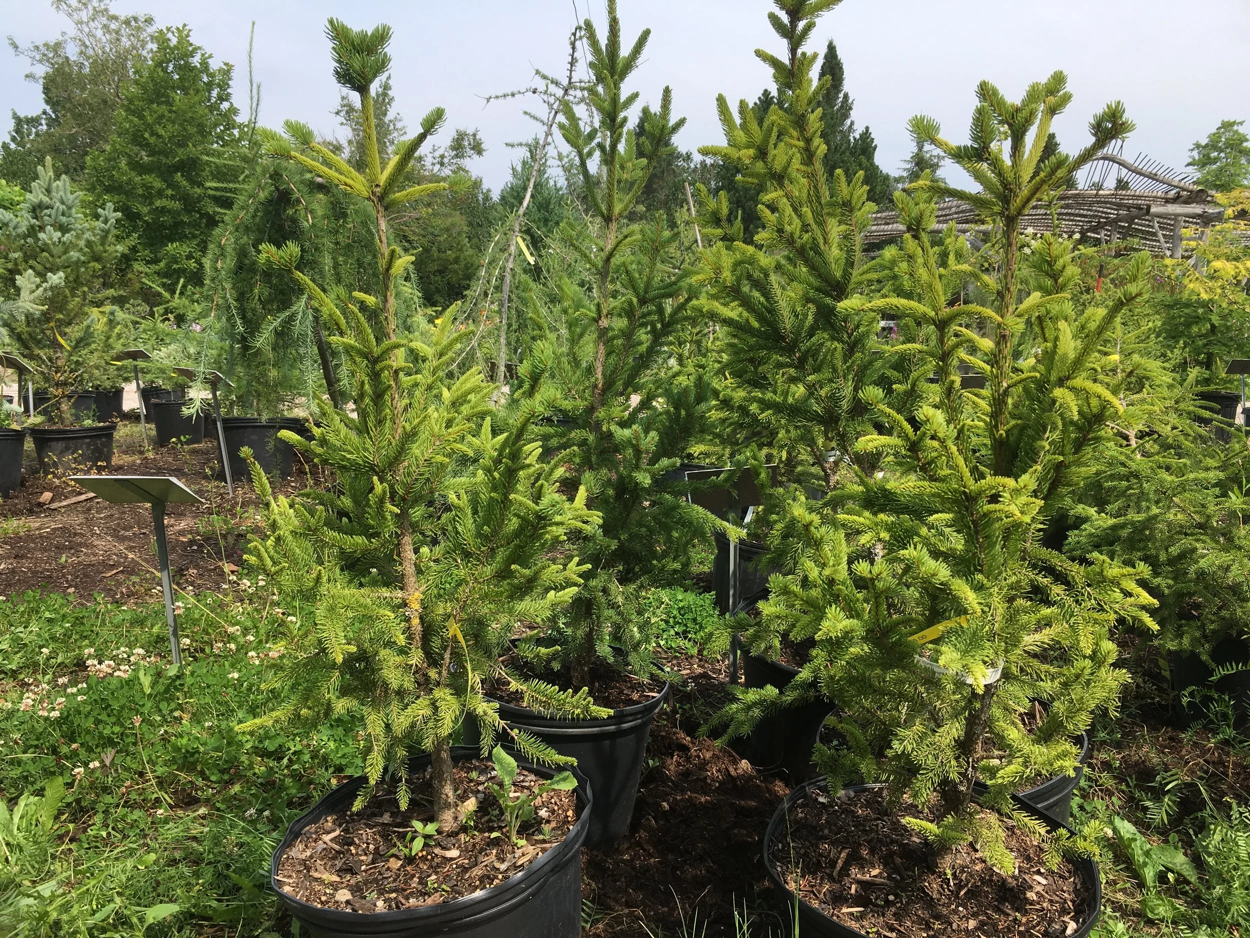 Inversa Weeping Spruce — Corn Hill Nursery