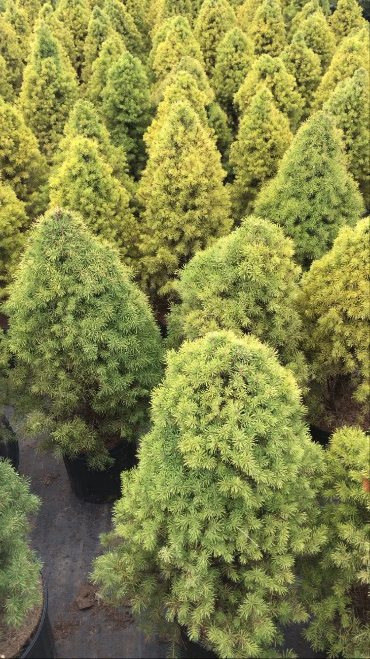 Ohlendorff Spruce — Corn Hill Nursery