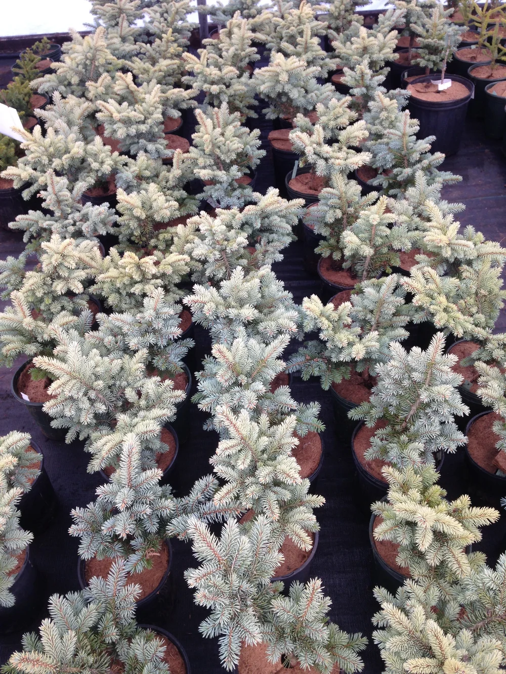 Ohlendorff Spruce — Corn Hill Nursery