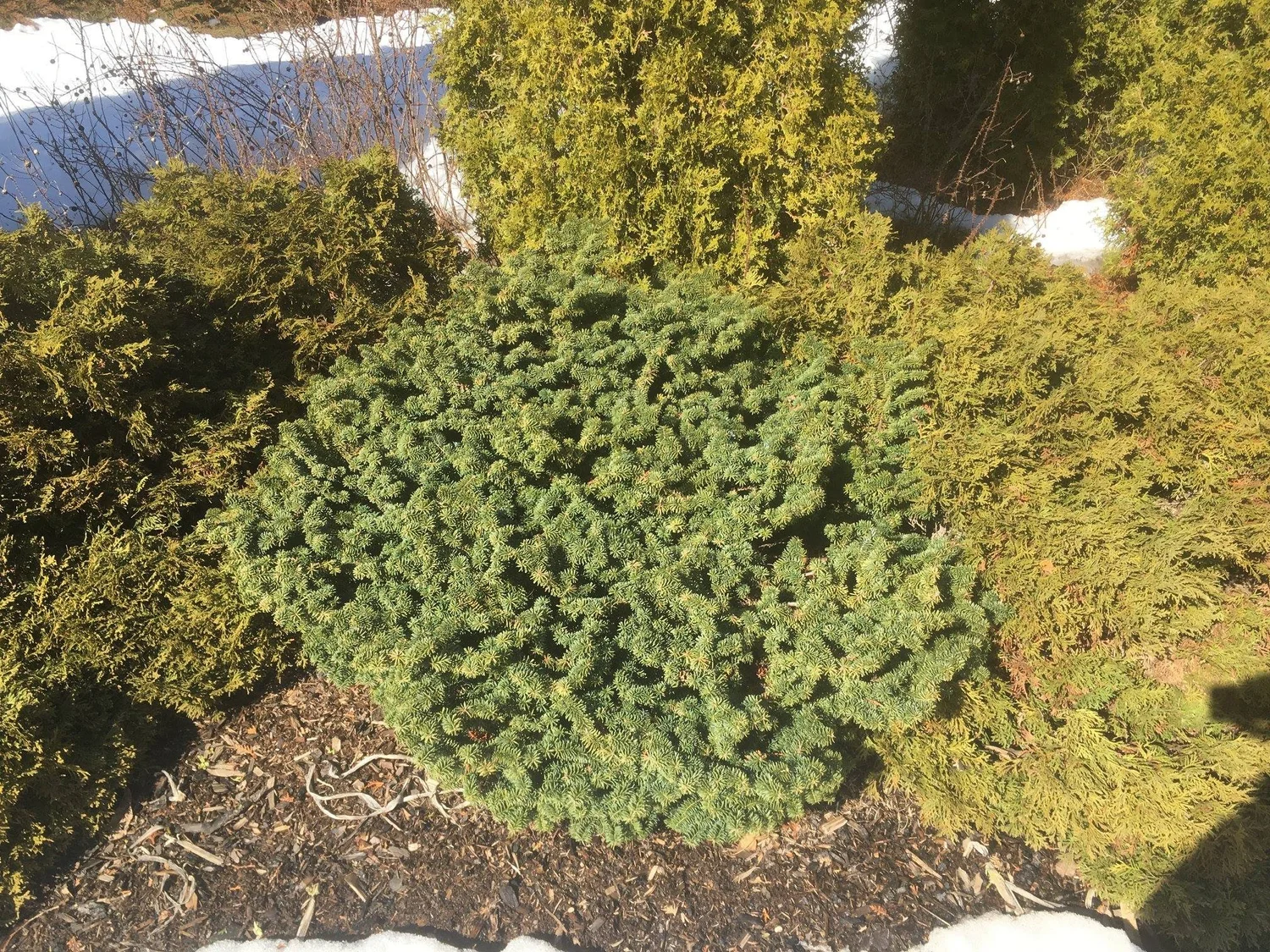 Baby Blue Eyes Spruce — Corn Hill Nursery