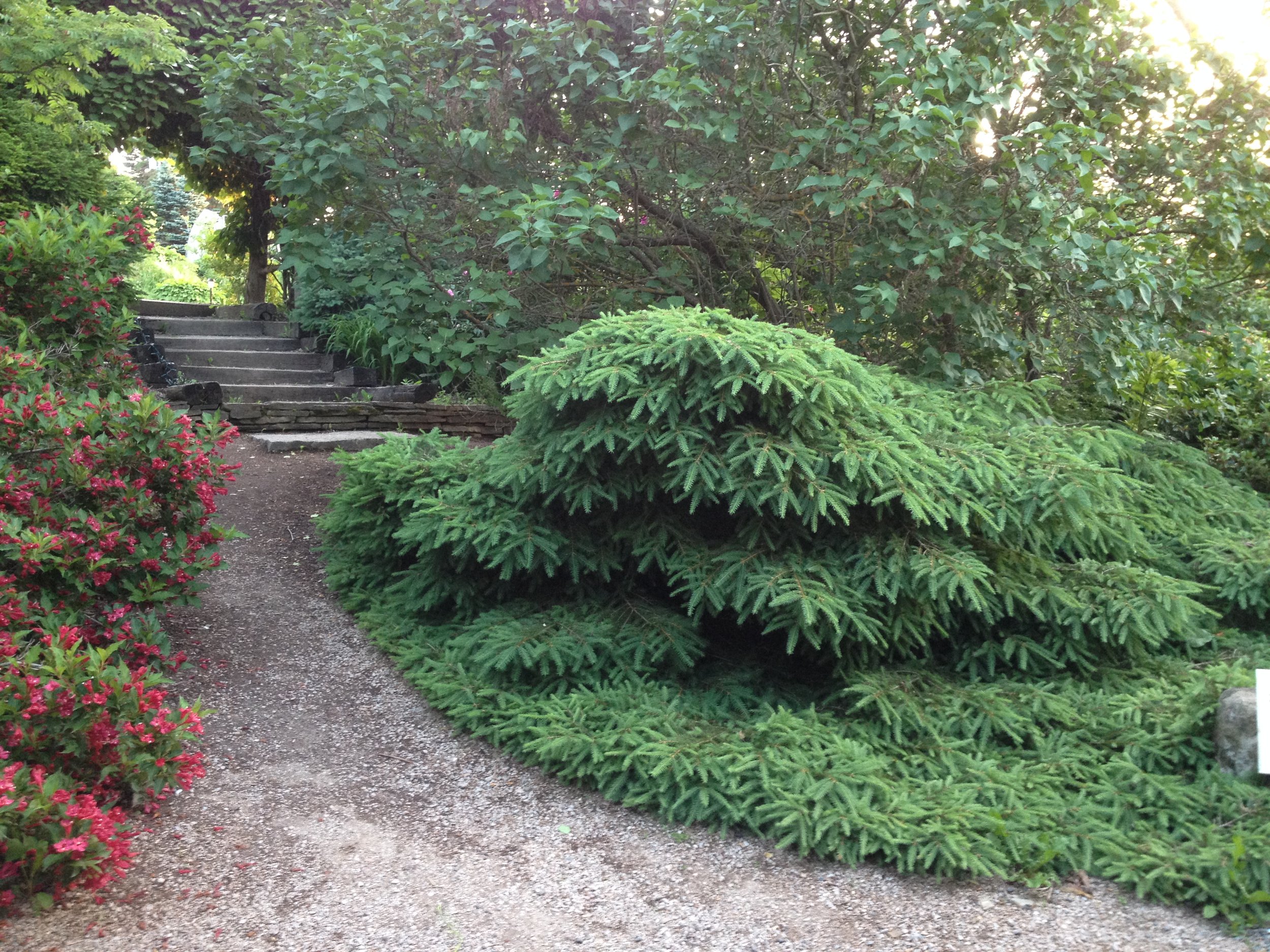 Inversa Weeping Spruce — Corn Hill Nursery