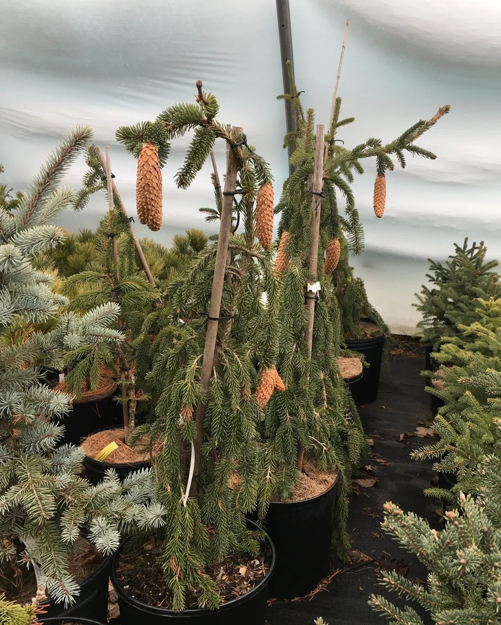 Inversa Weeping Spruce — Corn Hill Nursery