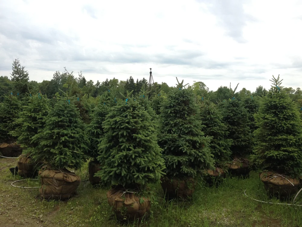 Red Spruce 🍁 — Corn Hill Nursery