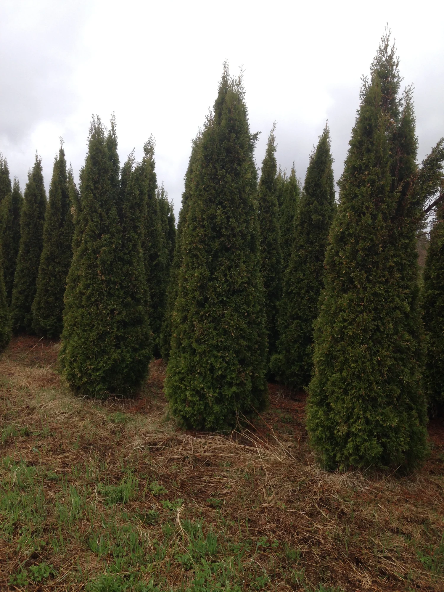 Woodwardi Globe Cedar — Corn Hill Nursery