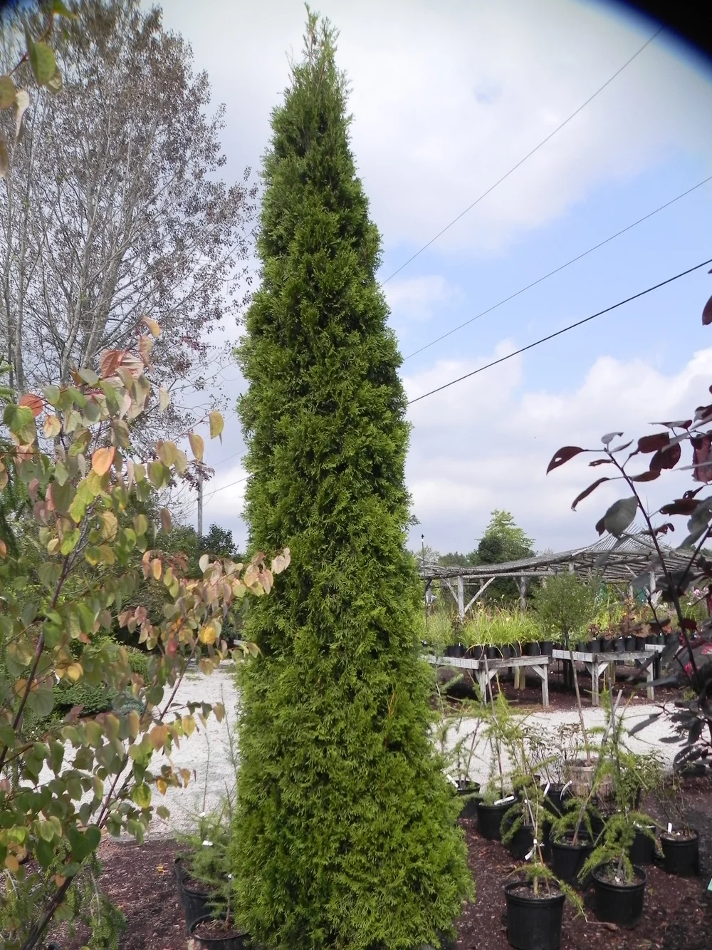 Woodwardi Globe Cedar — Corn Hill Nursery