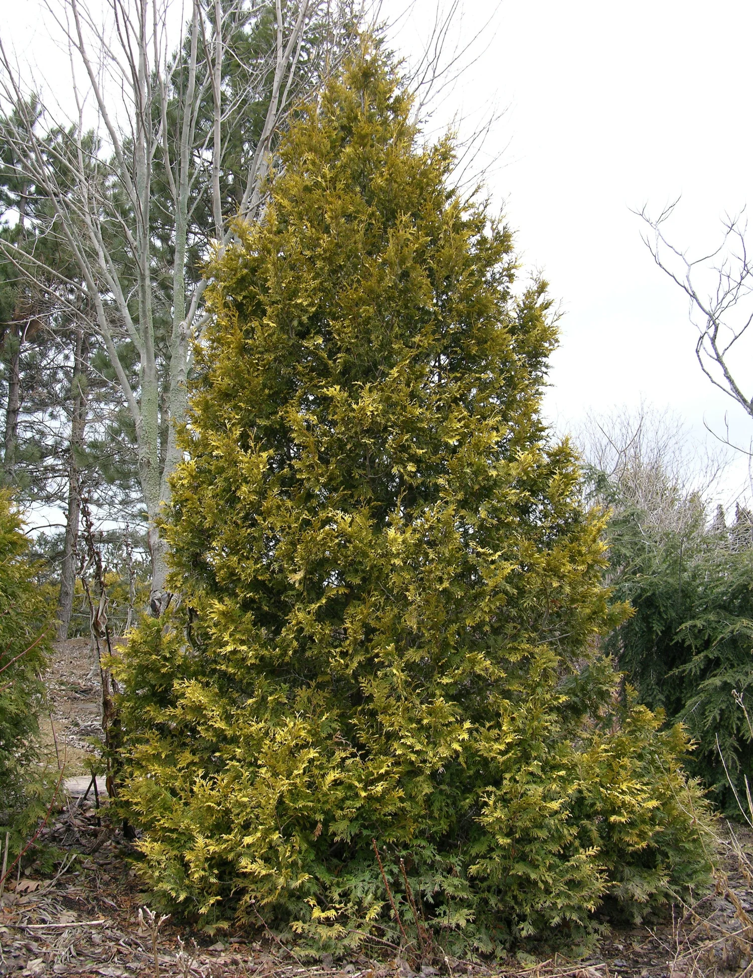 Woodwardi Globe Cedar — Corn Hill Nursery