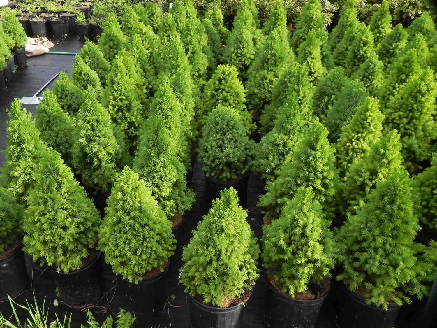 Inversa Weeping Spruce — Corn Hill Nursery