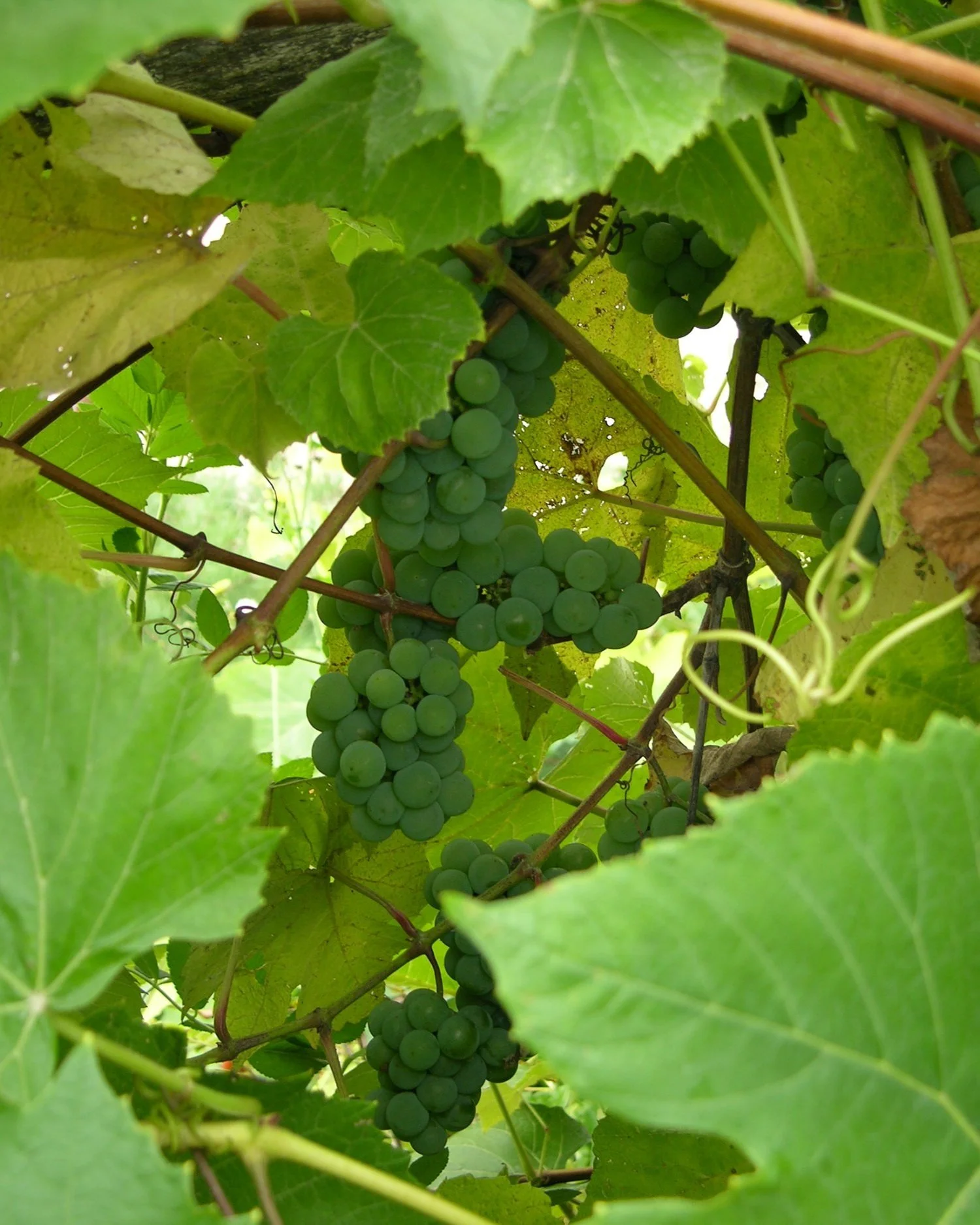Native Grape Vine (Vitis riparia) — Corn Hill Nursery