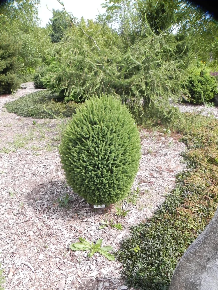 Inversa Weeping Spruce — Corn Hill Nursery