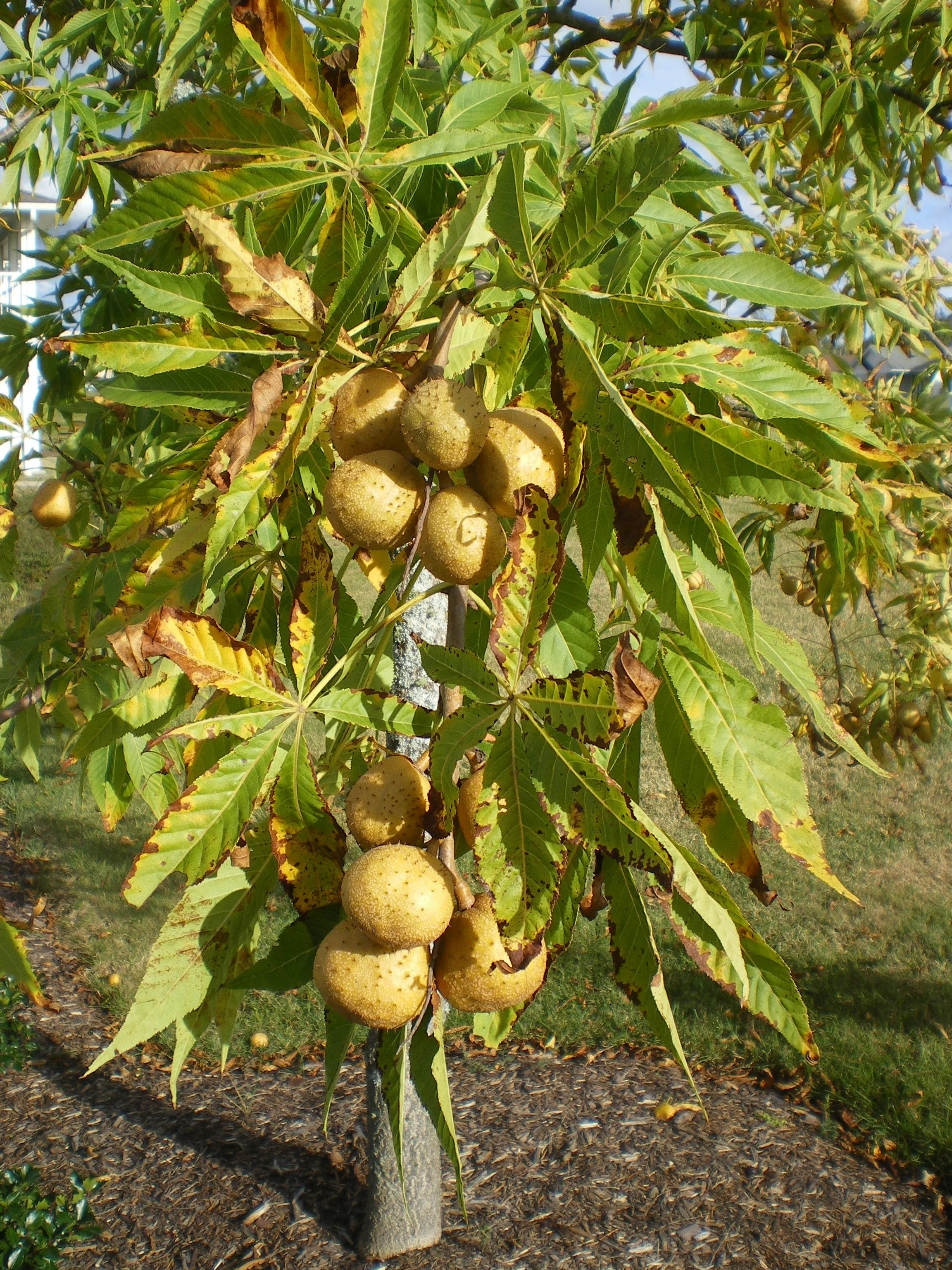 Ohio Buckeye — Corn Hill Nursery