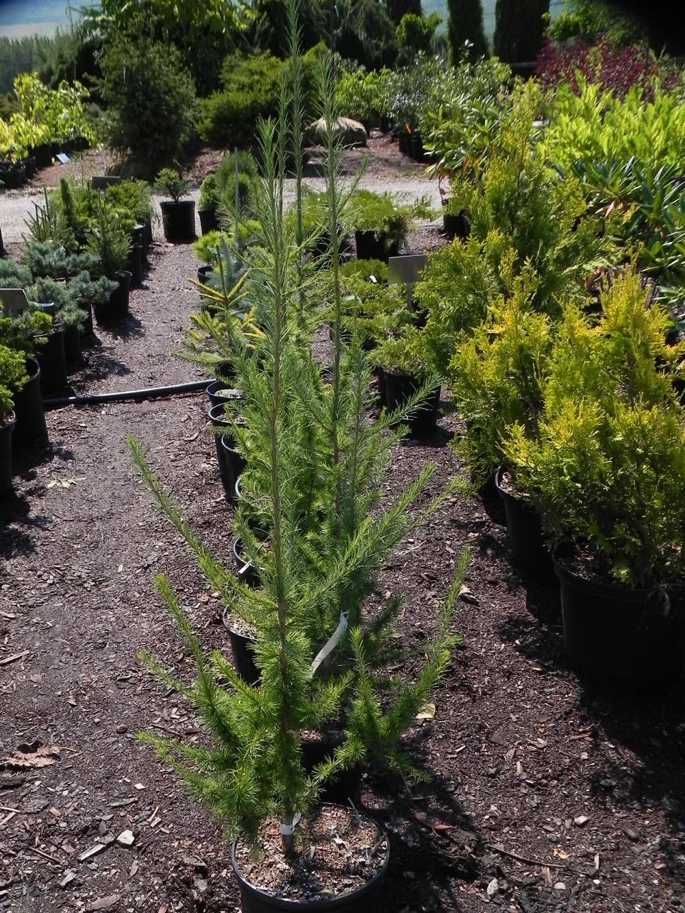Inversa Weeping Spruce — Corn Hill Nursery