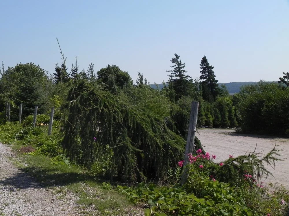 Iseli Fastigiata Spruce — Corn Hill Nursery