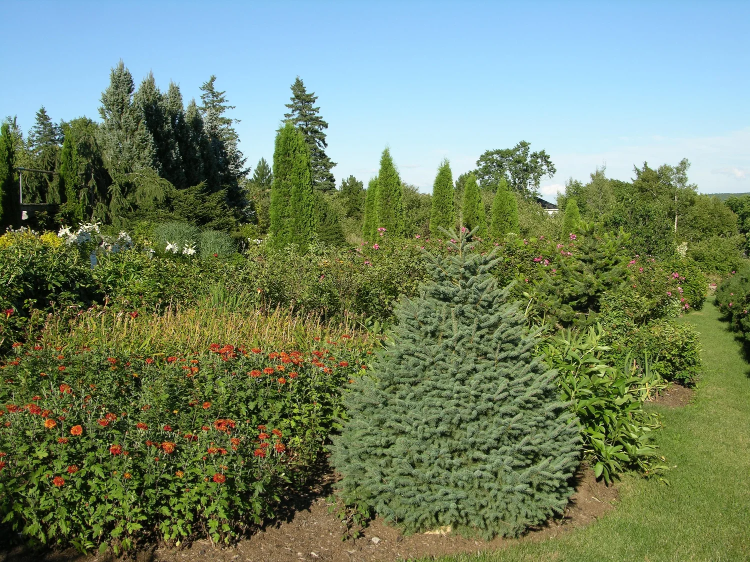 Inversa Weeping Spruce — Corn Hill Nursery