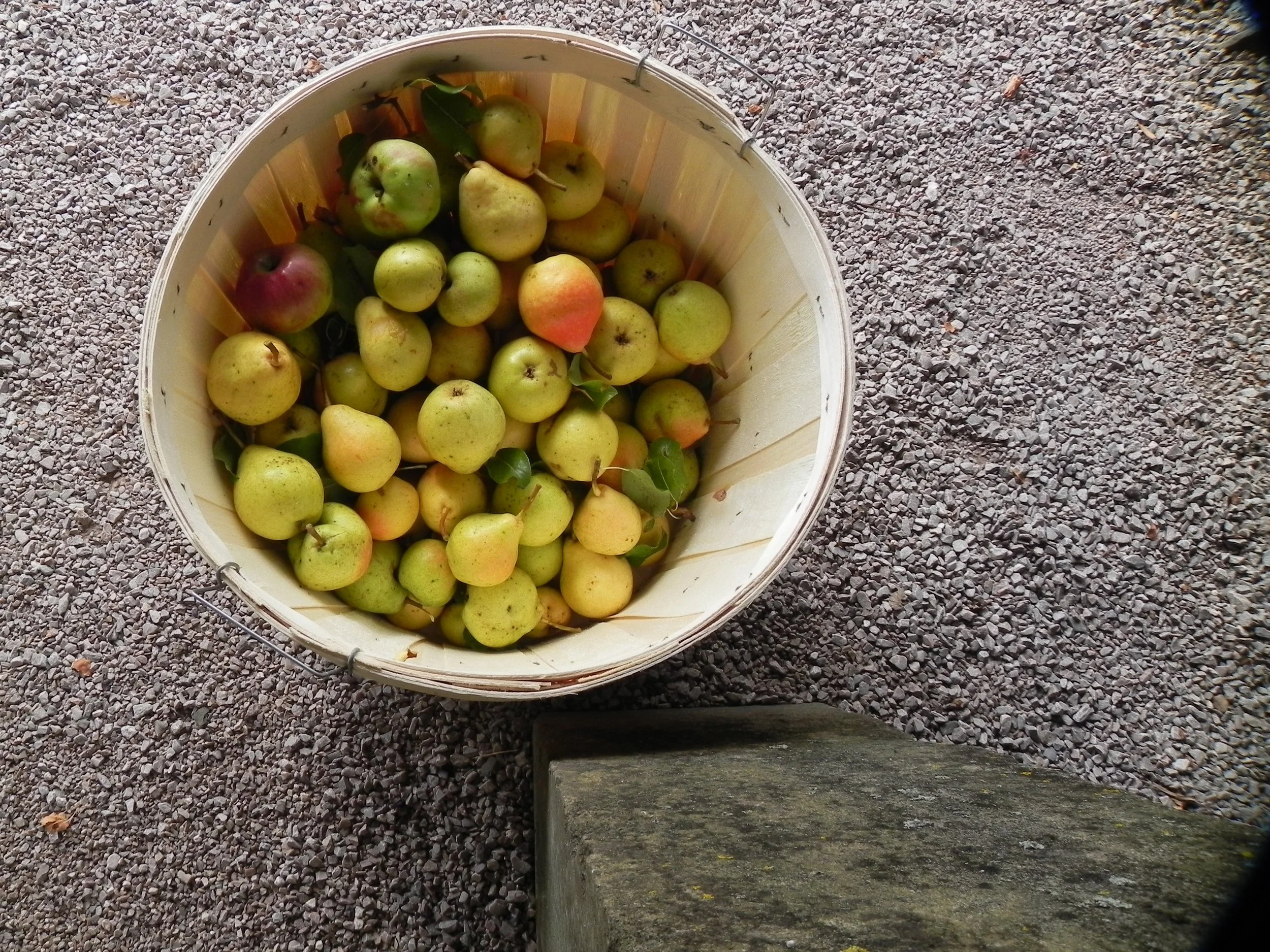 Pear — Shop Bare Root Plants — Corn Hill Nursery