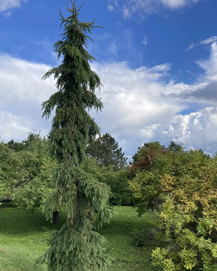 Inversa Weeping Spruce — Corn Hill Nursery