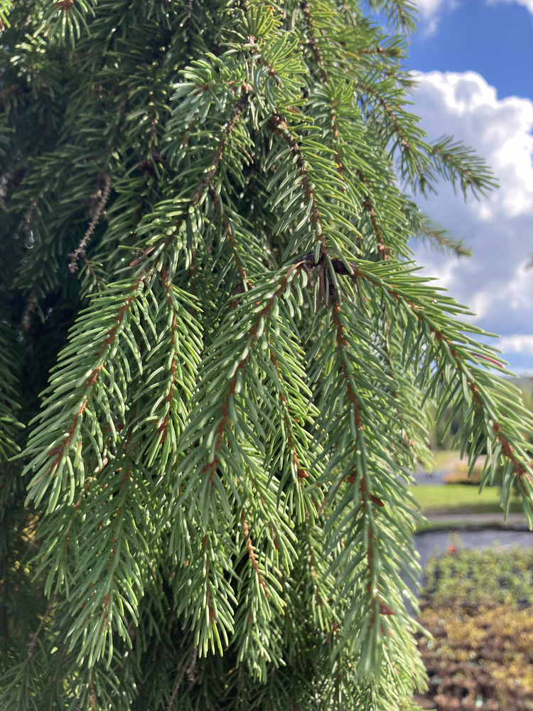 Inversa Weeping Spruce — Corn Hill Nursery