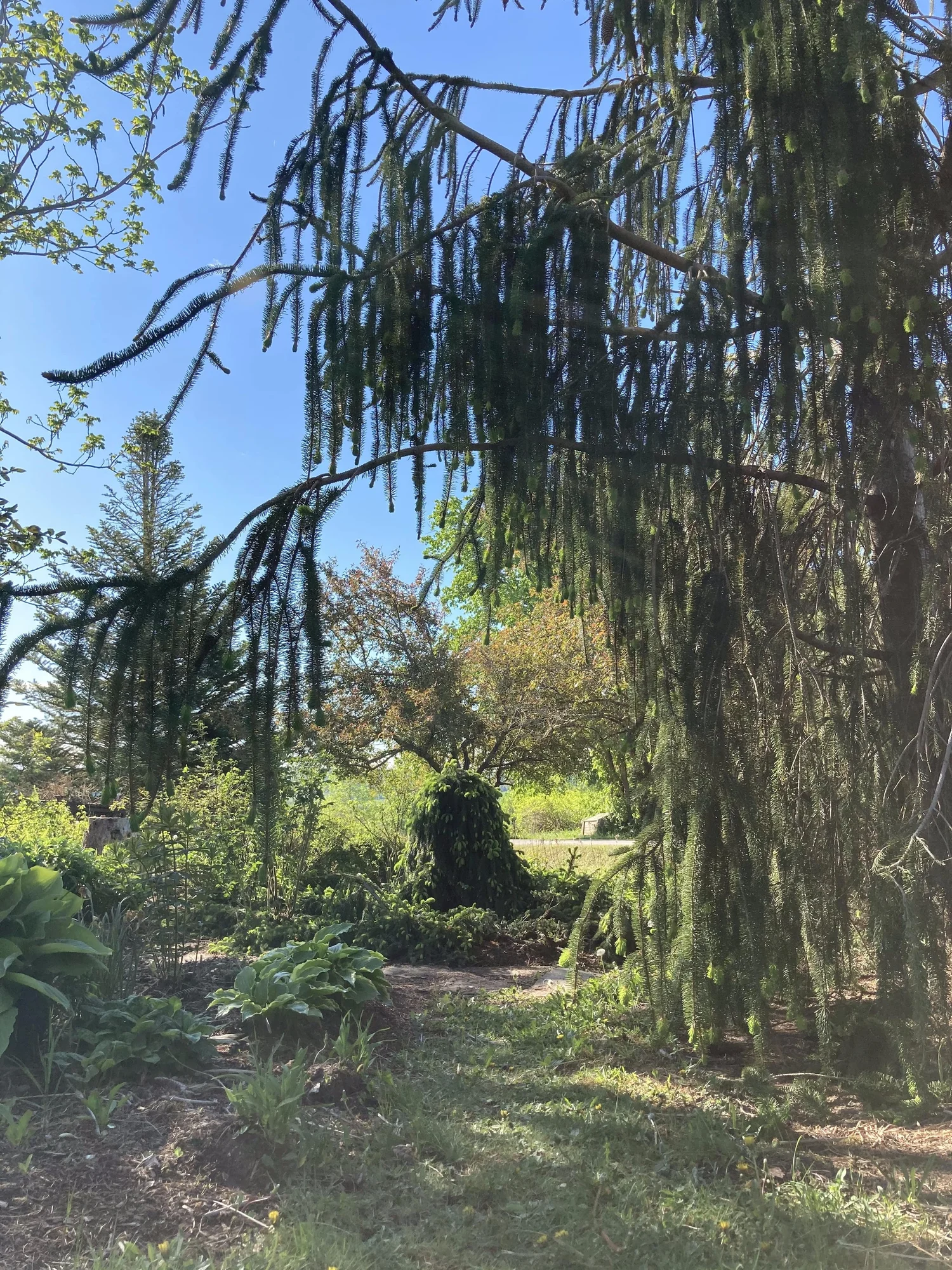 Inversa Weeping Spruce — Corn Hill Nursery
