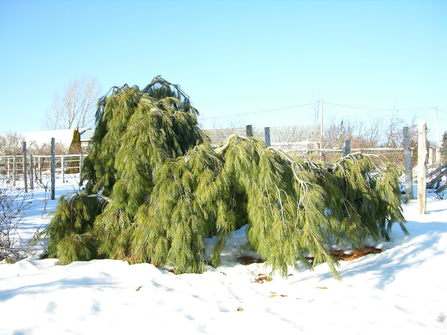 Inversa Weeping Spruce — Corn Hill Nursery