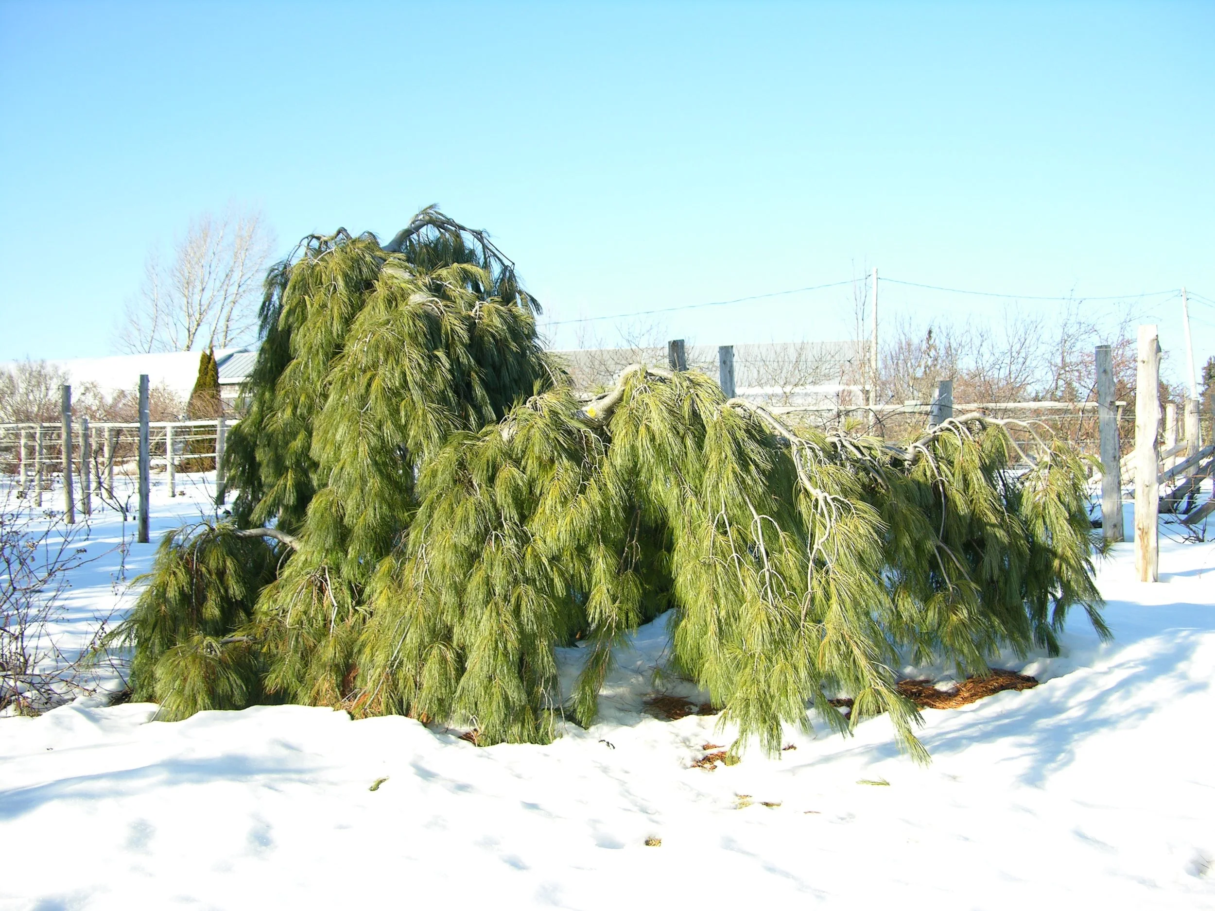 Inversa Weeping Spruce — Corn Hill Nursery