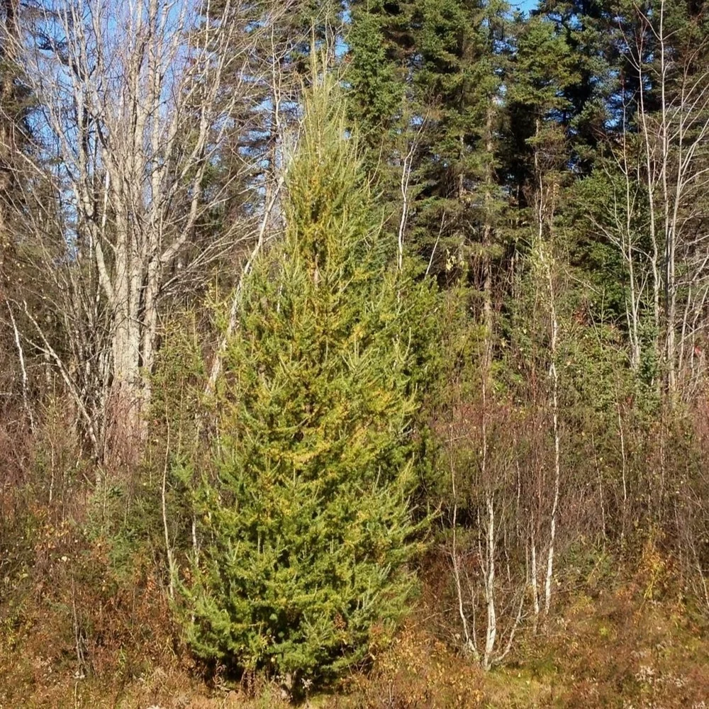 Inversa Weeping Spruce — Corn Hill Nursery