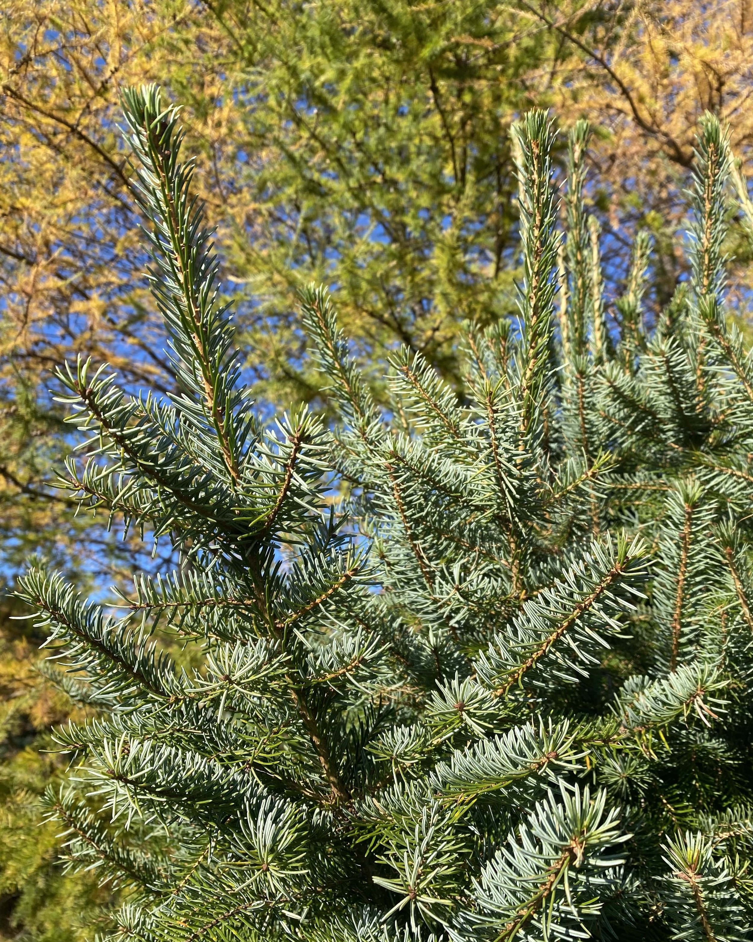 Colorado Spruce — Corn Hill Nursery