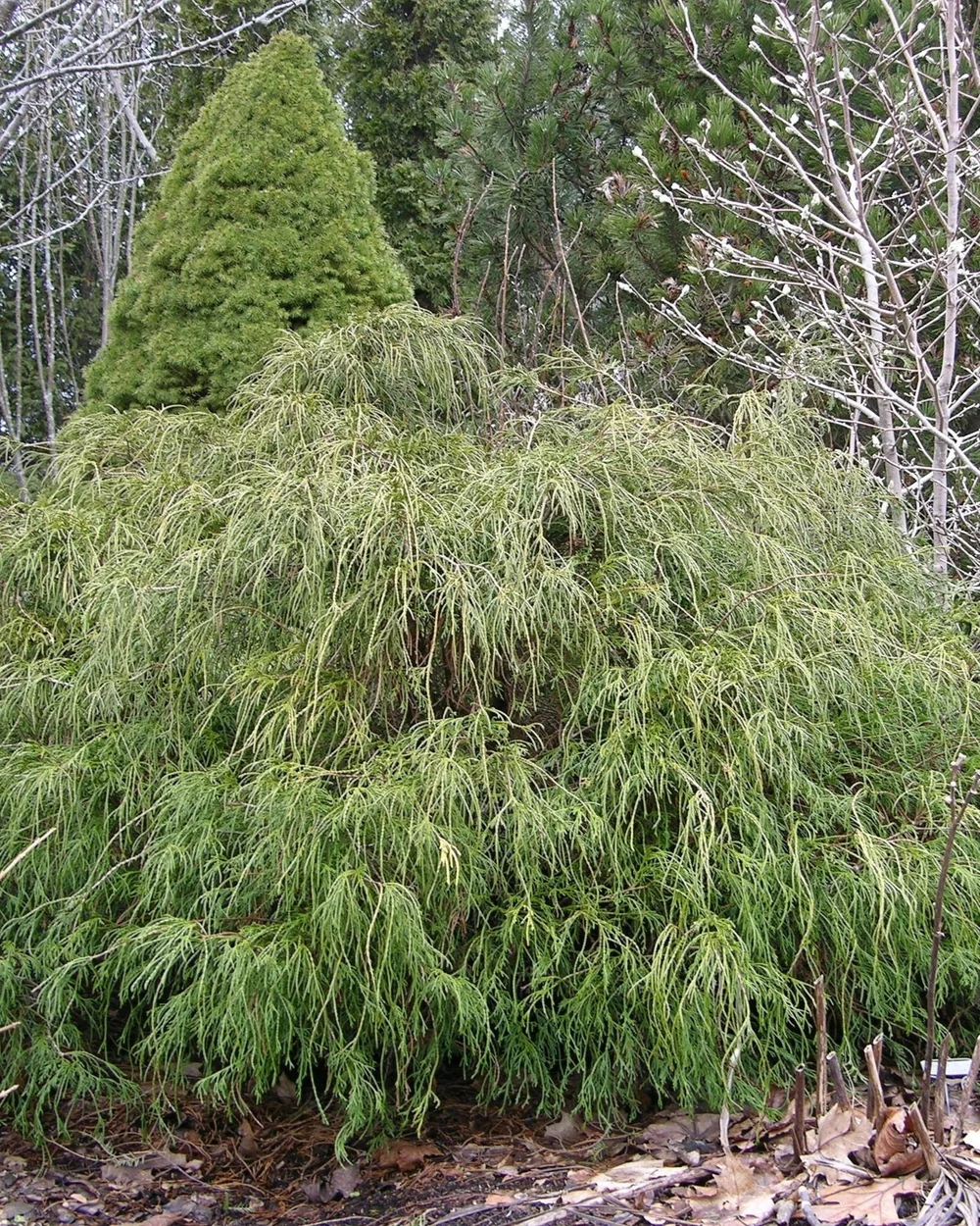 Inversa Weeping Spruce — Corn Hill Nursery