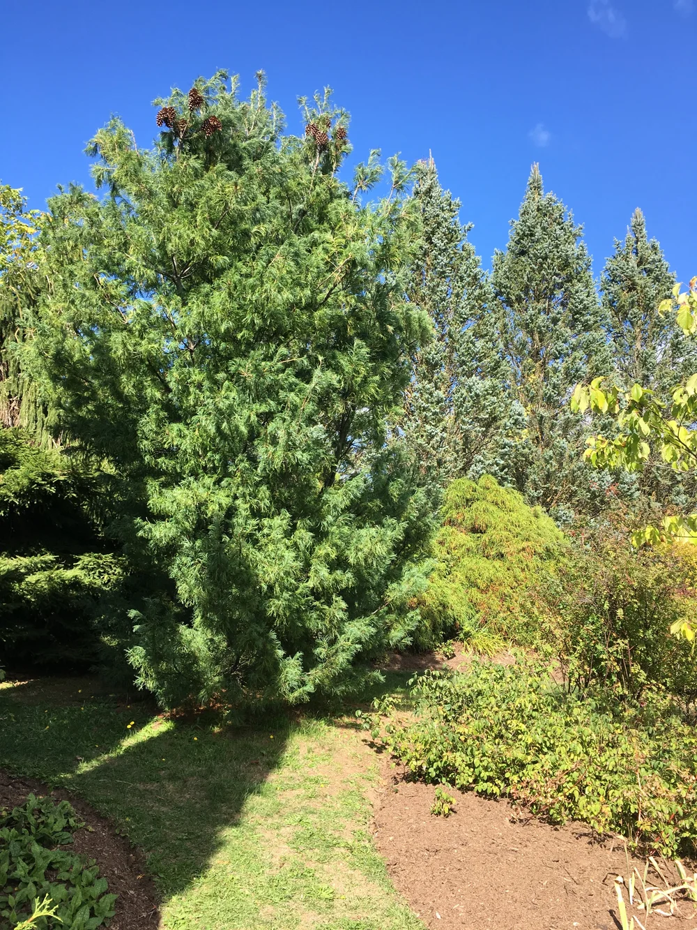 Inversa Weeping Spruce — Corn Hill Nursery