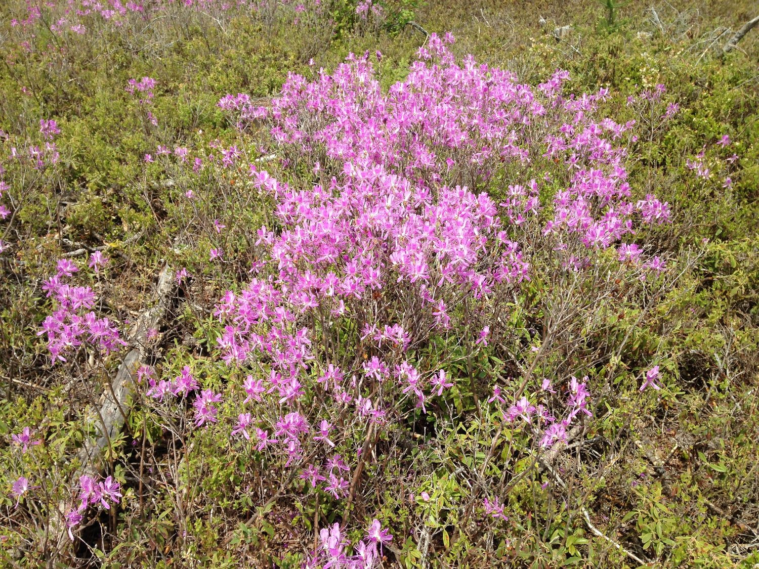 What Is A Rhodora Flower | Best Flower Site