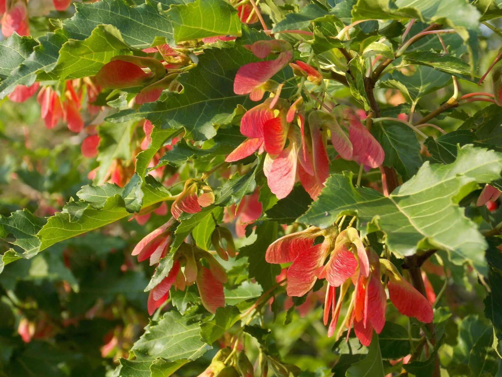 Maple — Shop Bare Root Plants — Corn Hill Nursery