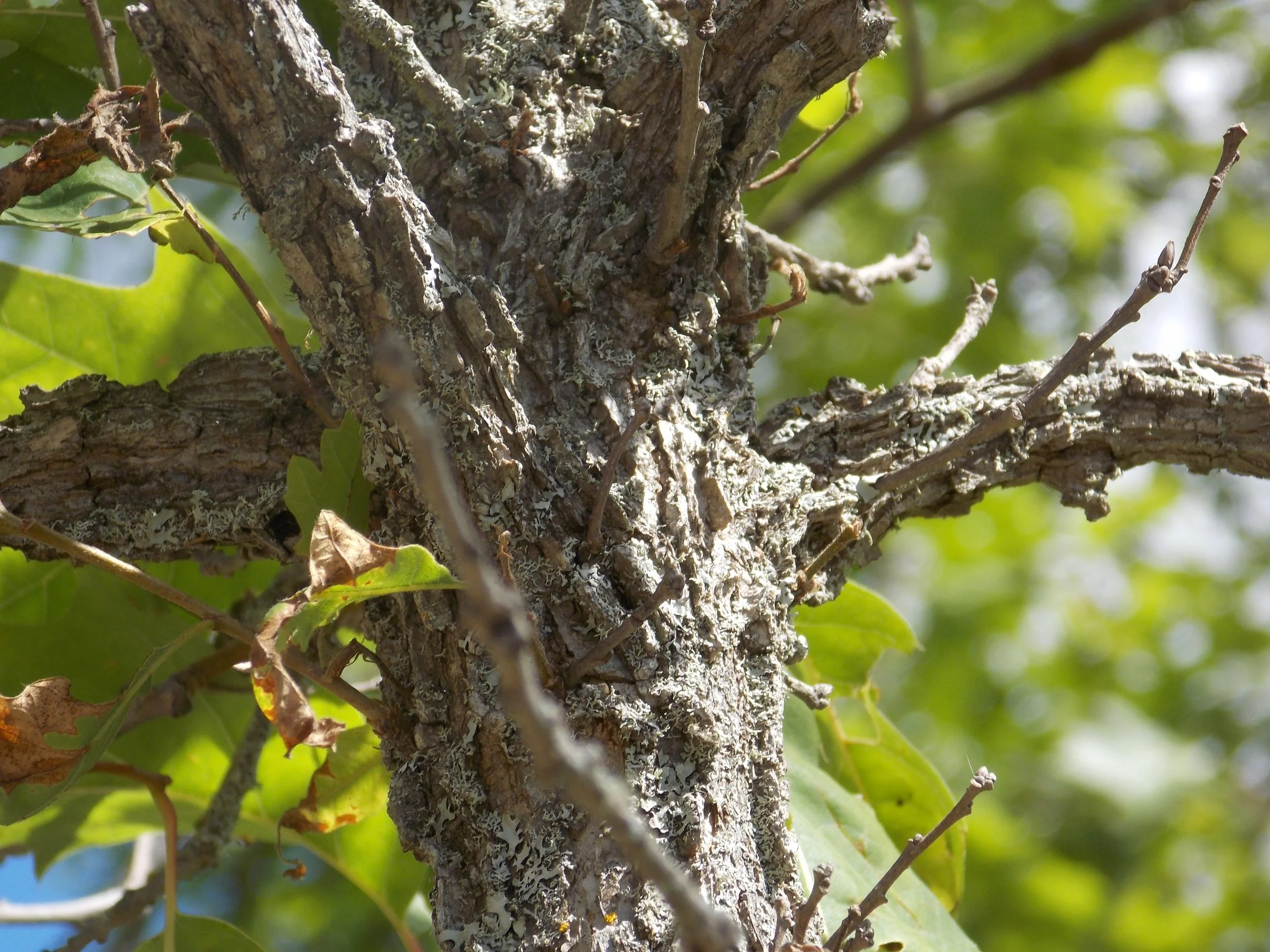 Fastigiate English Oak — Corn Hill Nursery