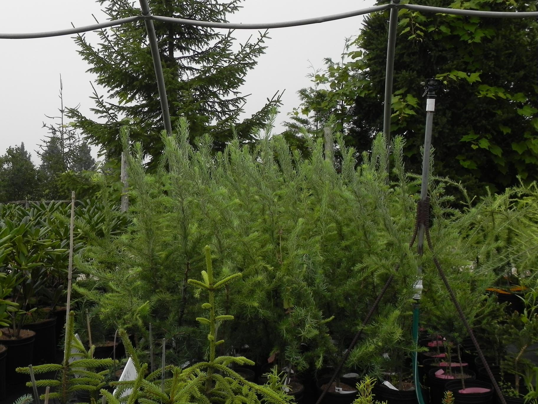 Dwarf Larch — Corn Hill Nursery
