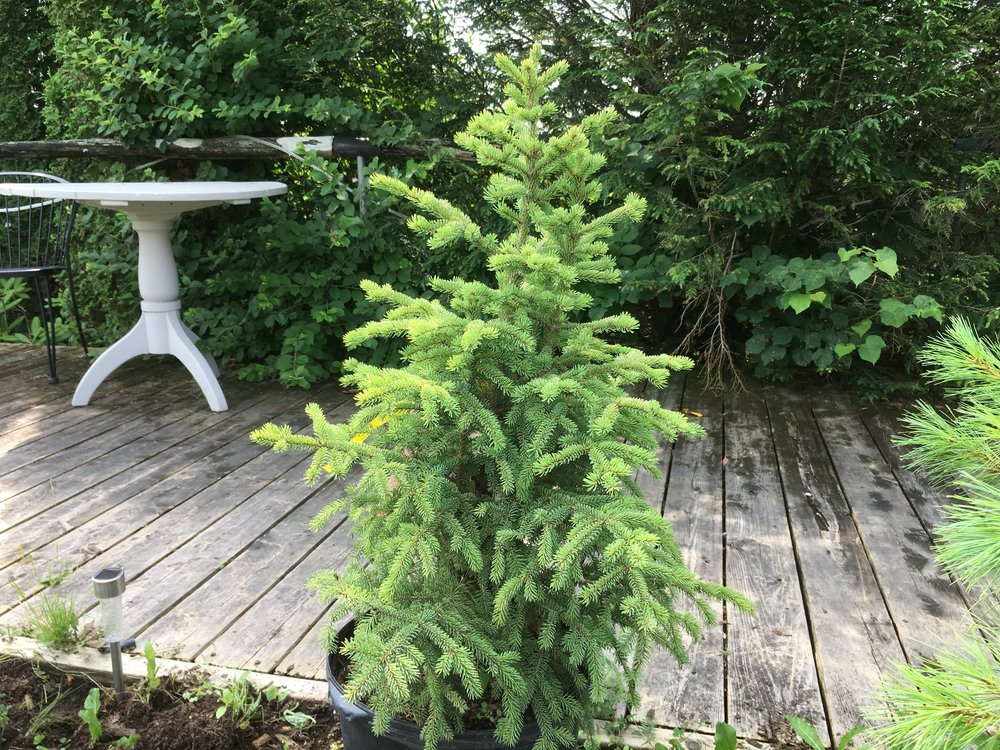 Inversa Weeping Spruce — Corn Hill Nursery