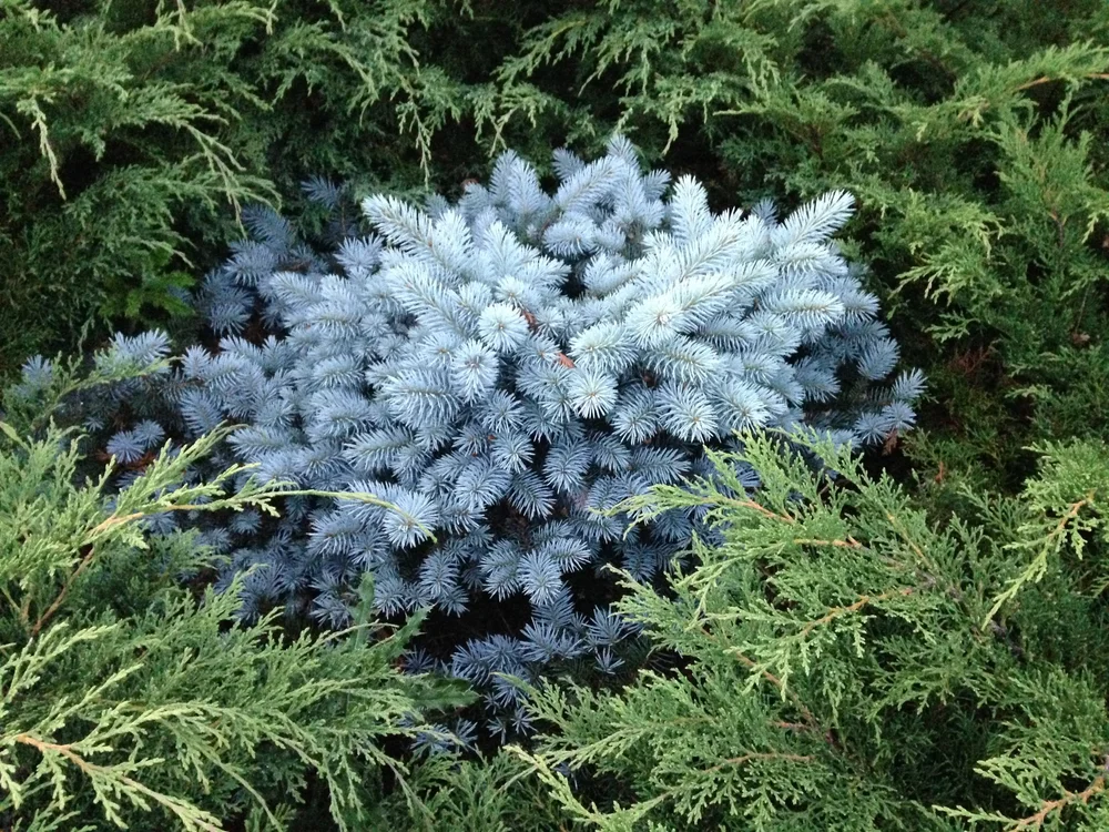 Inversa Weeping Spruce — Corn Hill Nursery