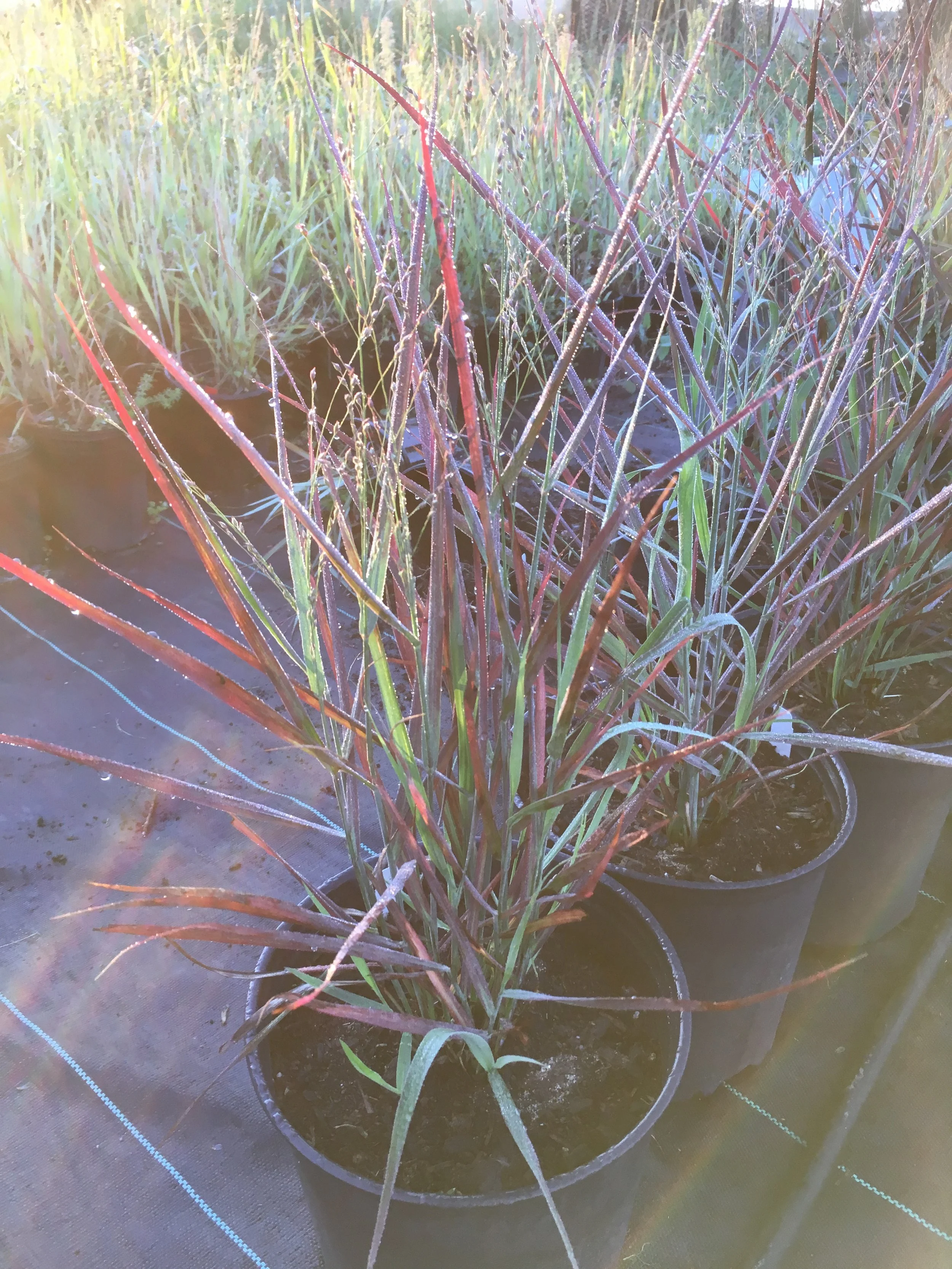 Overdam Grass — Corn Hill Nursery