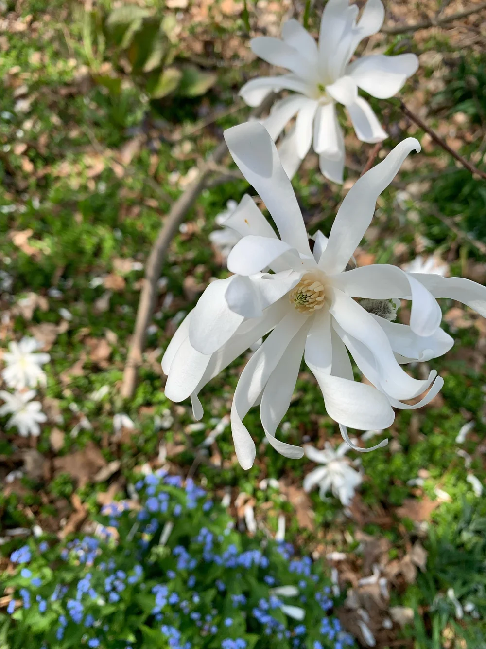 Ann Magnolia — Corn Hill Nursery