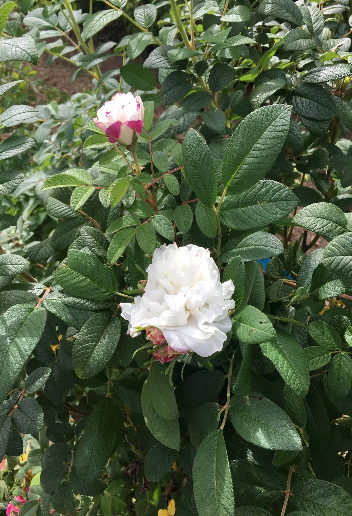 George Vancouver Rose — Corn Hill Nursery