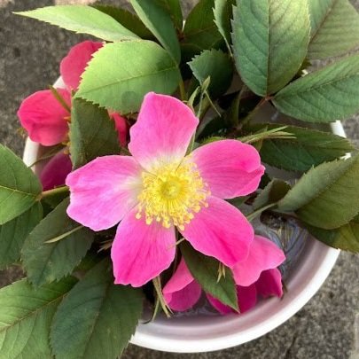 Pierette Pavement Rose — Corn Hill Nursery
