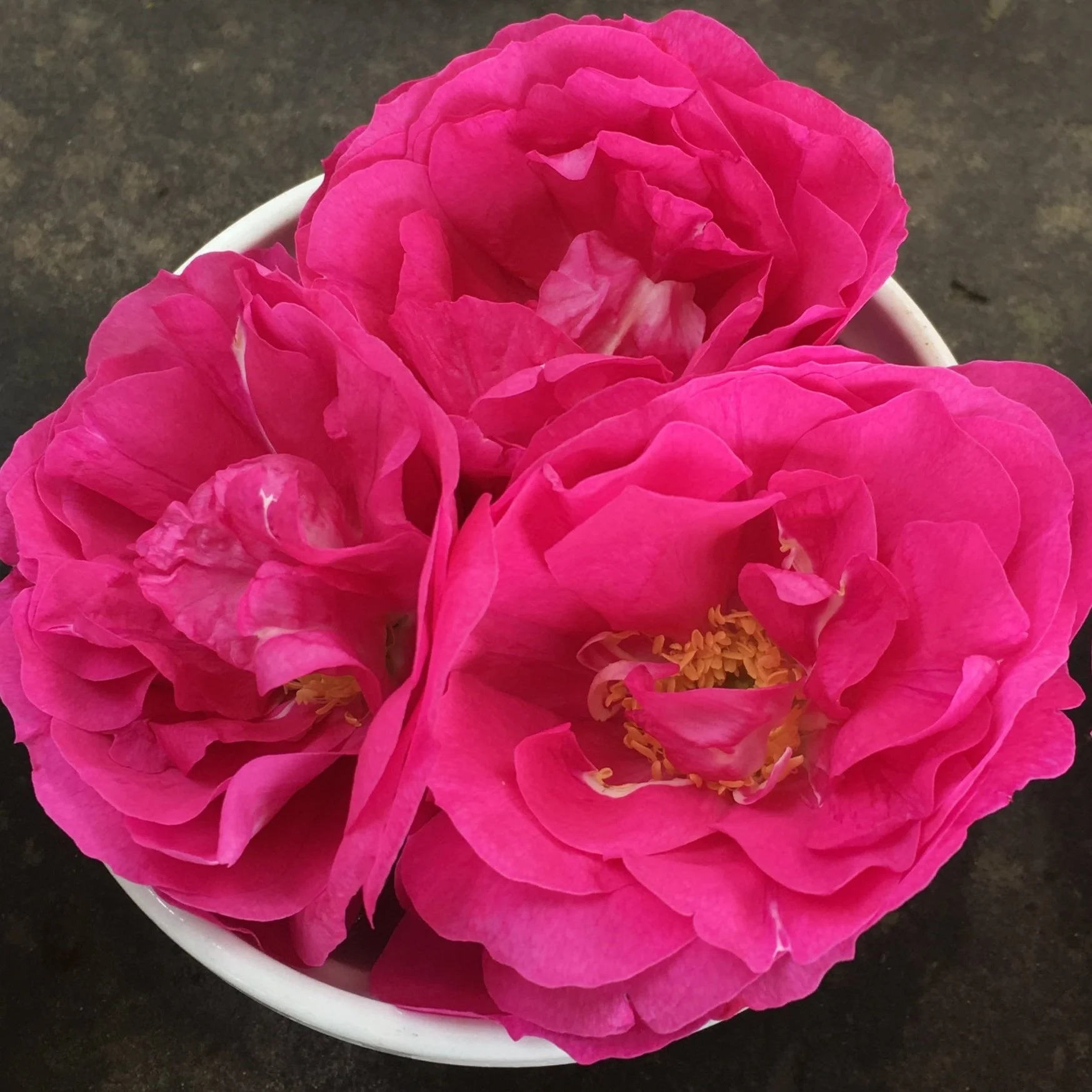 Pierette Pavement Rose — Corn Hill Nursery