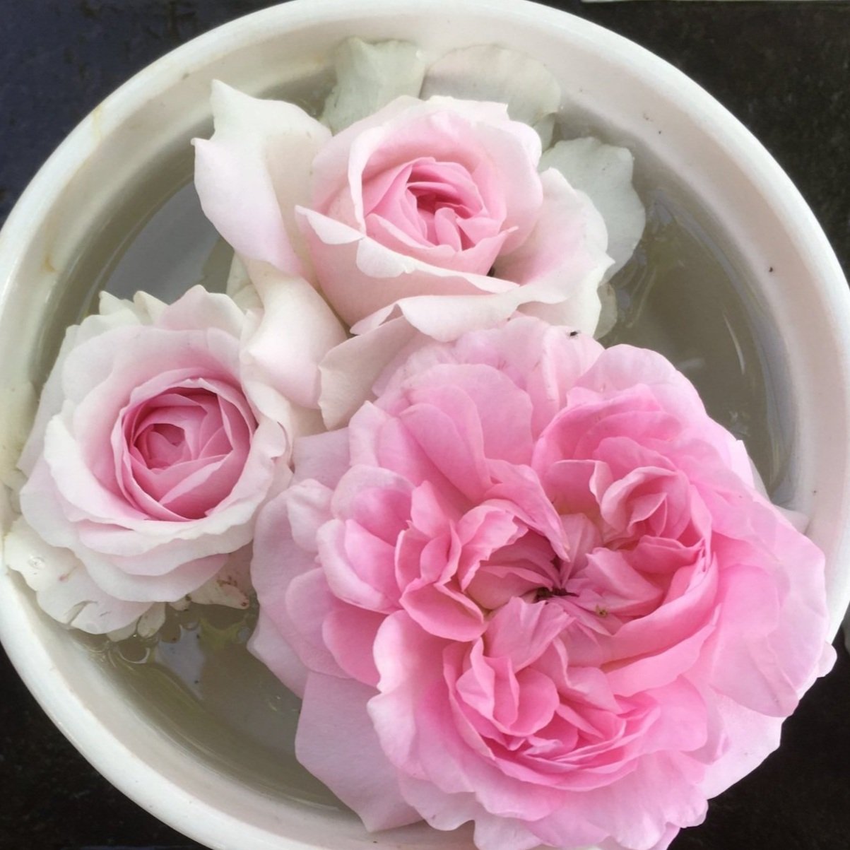 David Thompson Rose — Corn Hill Nursery