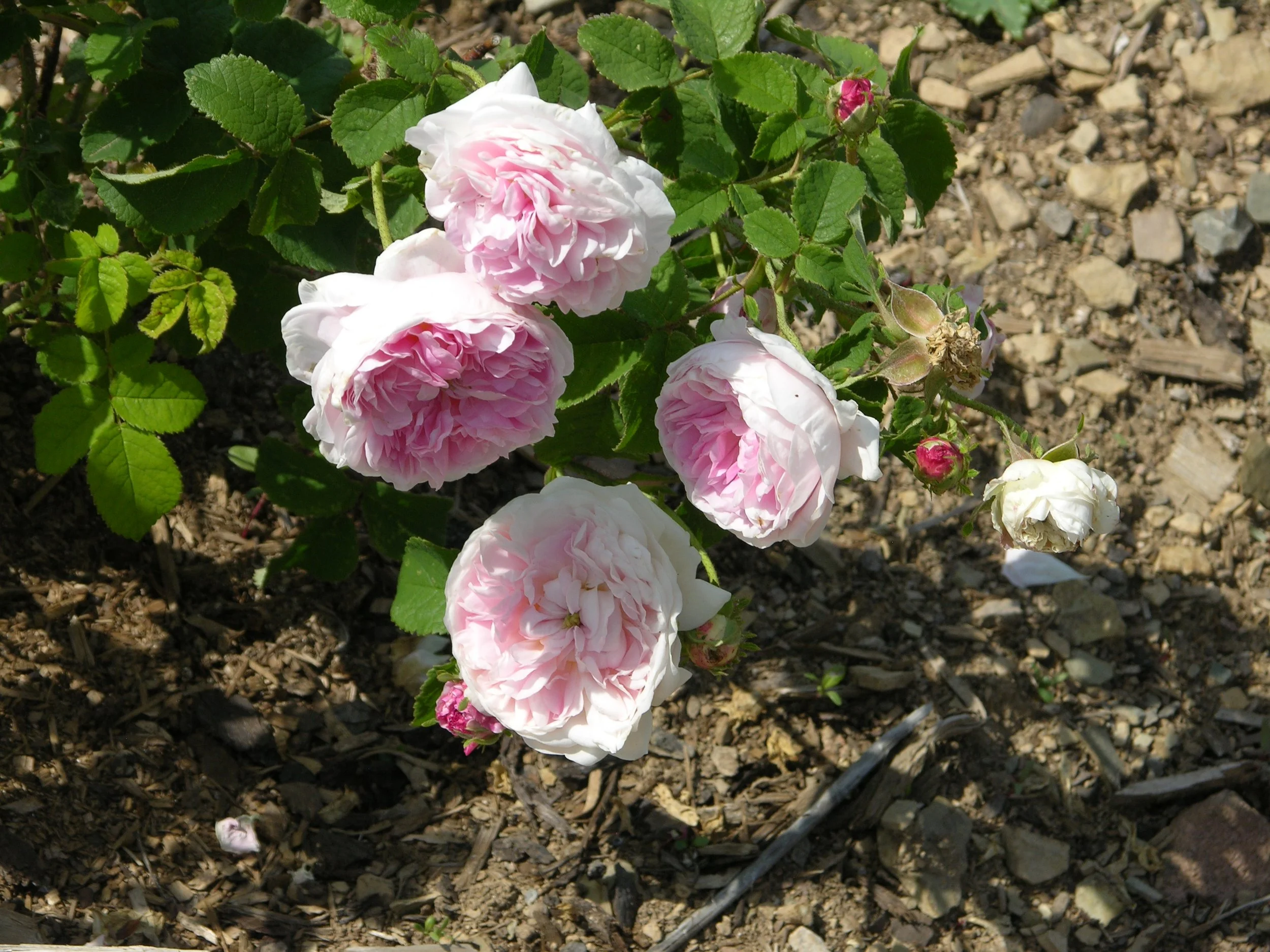 Double Scotch White Rose — Corn Hill Nursery