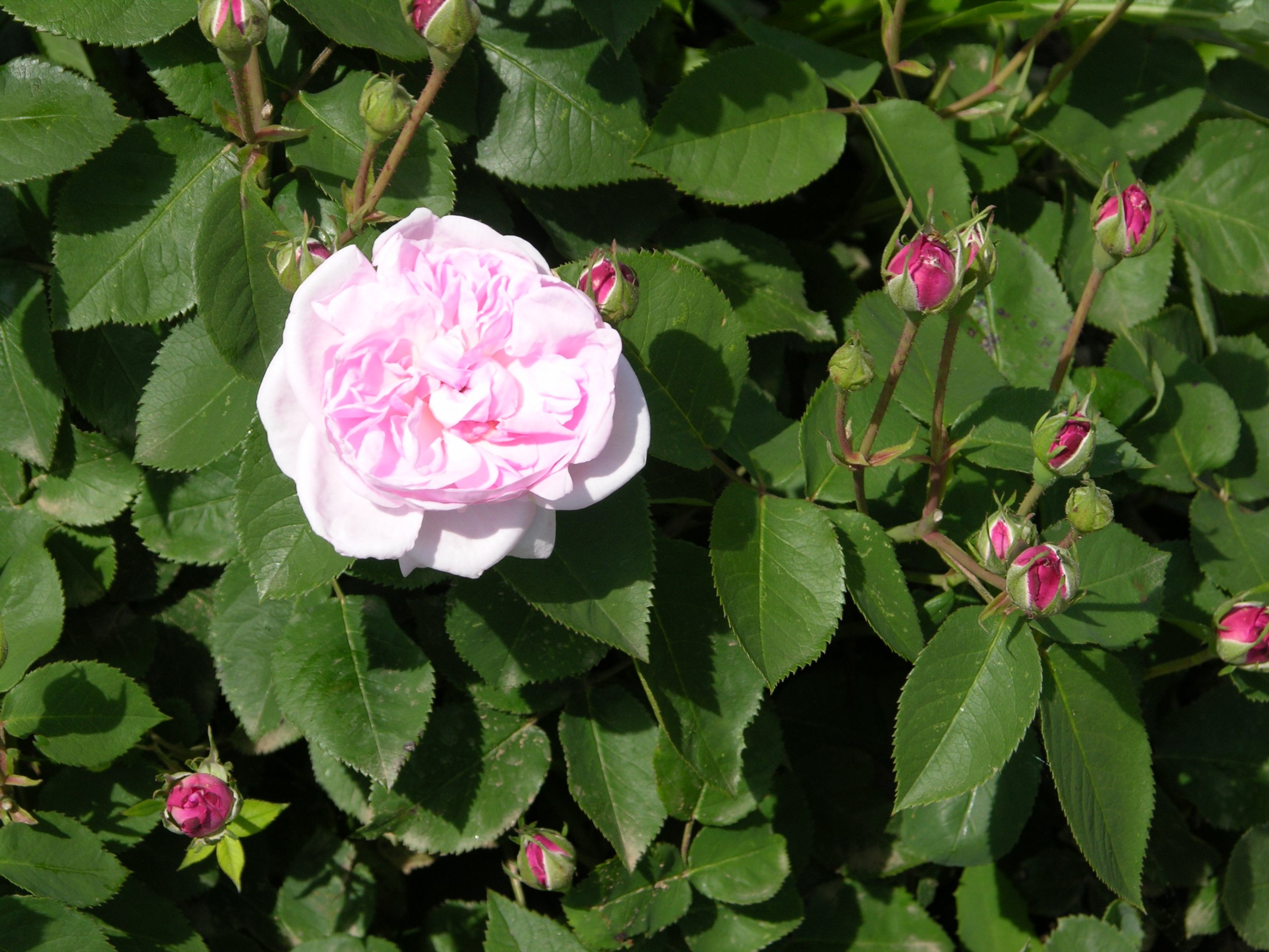 Double Scotch White Rose — Corn Hill Nursery