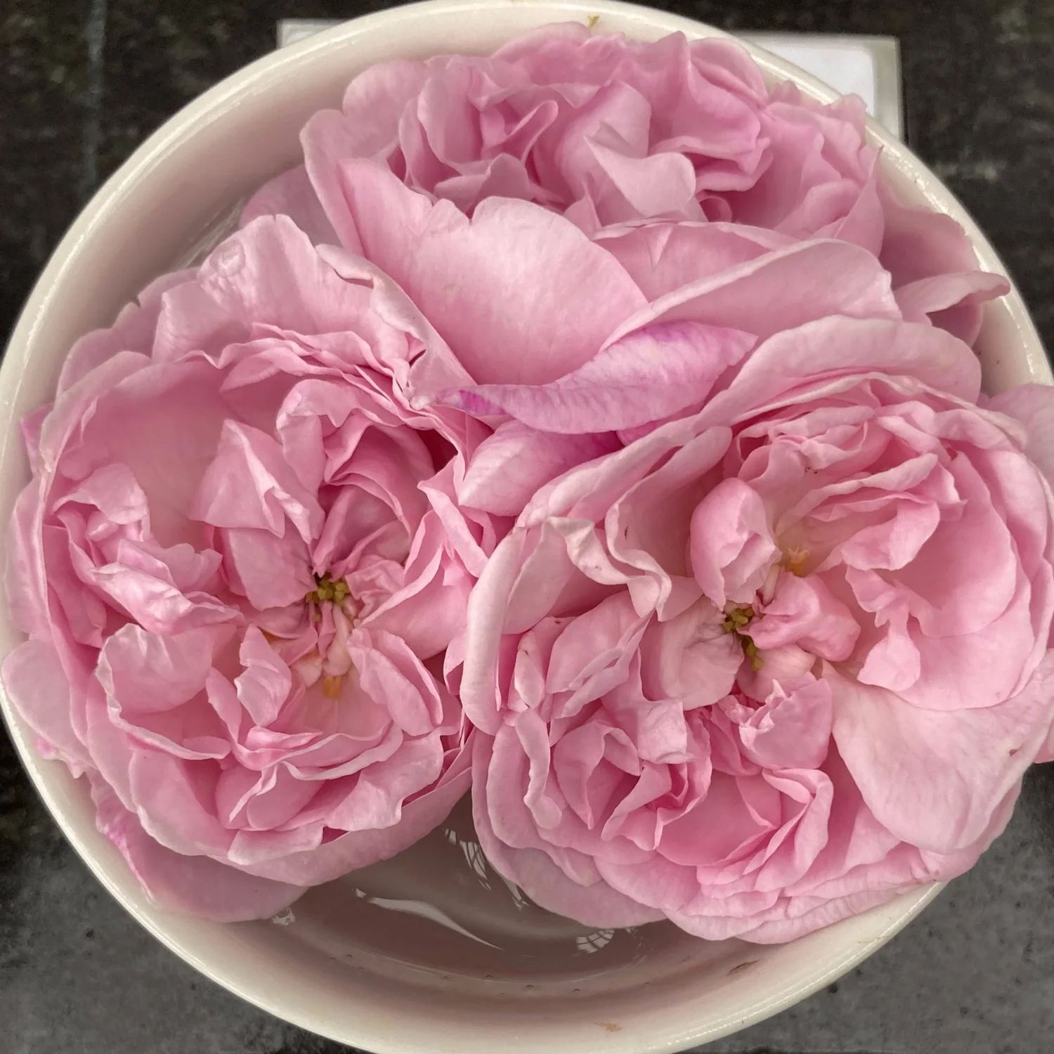 Pierette Pavement Rose — Corn Hill Nursery