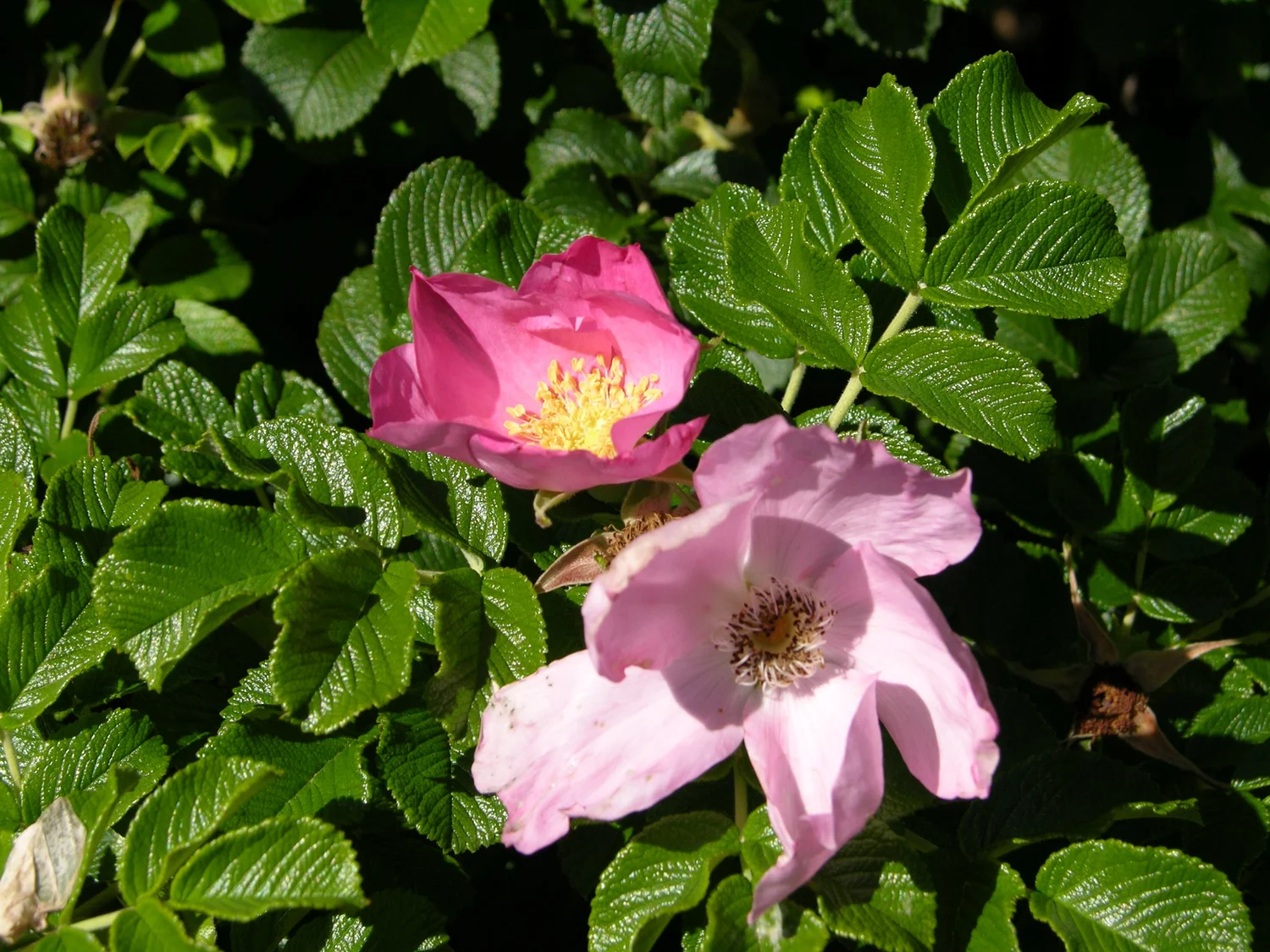 Alba Maxima Rose — Corn Hill Nursery