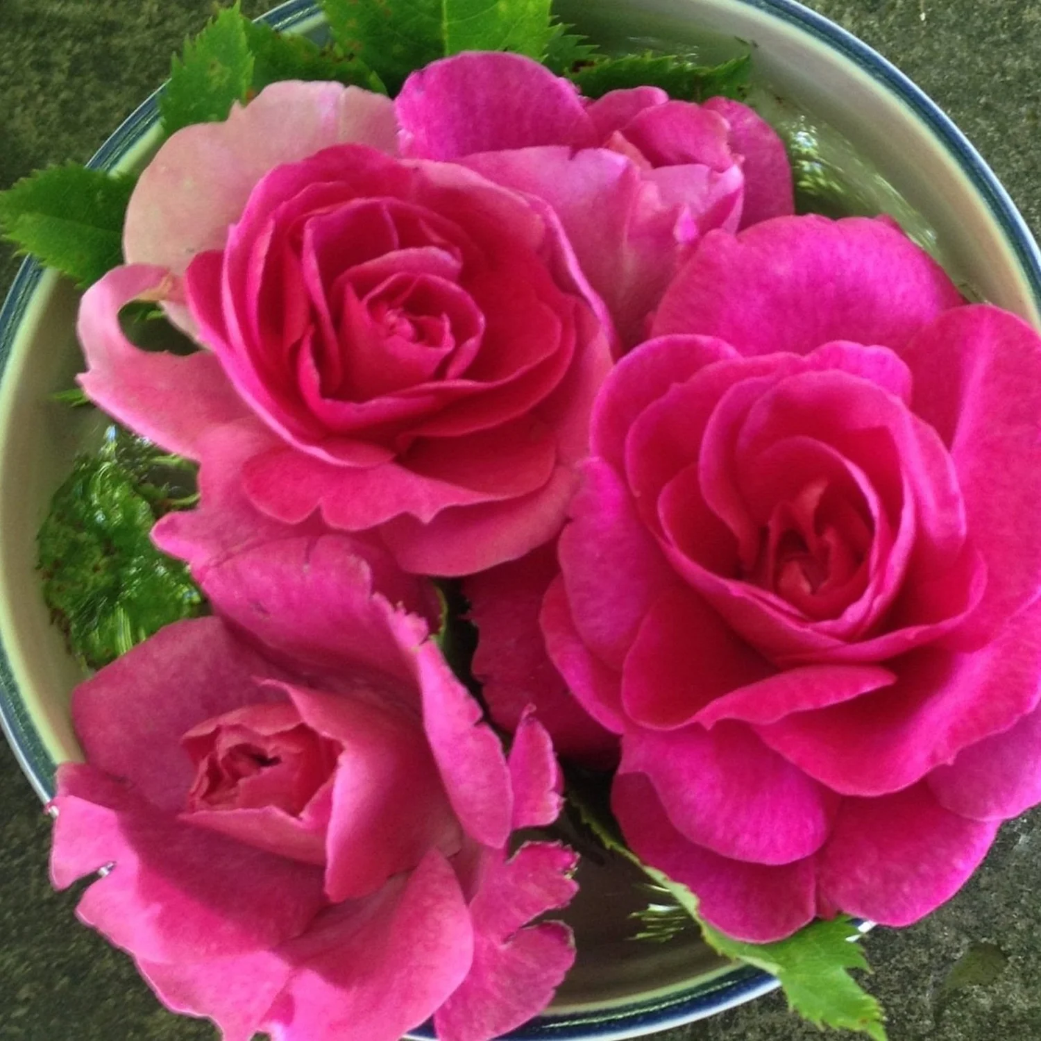 Alba Maxima Rose — Corn Hill Nursery