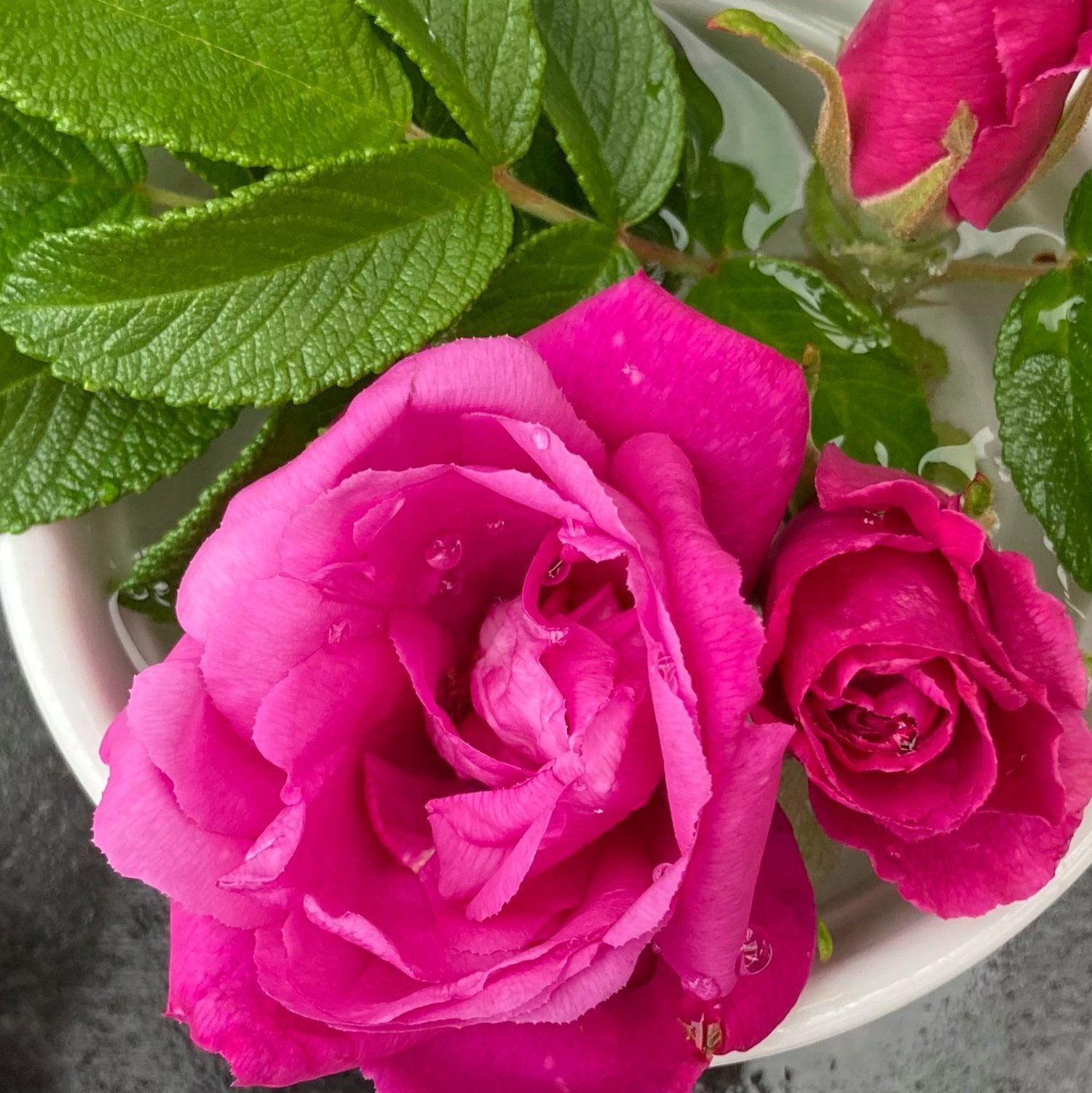 Dr. F.L Skinner Rose — Corn Hill Nursery