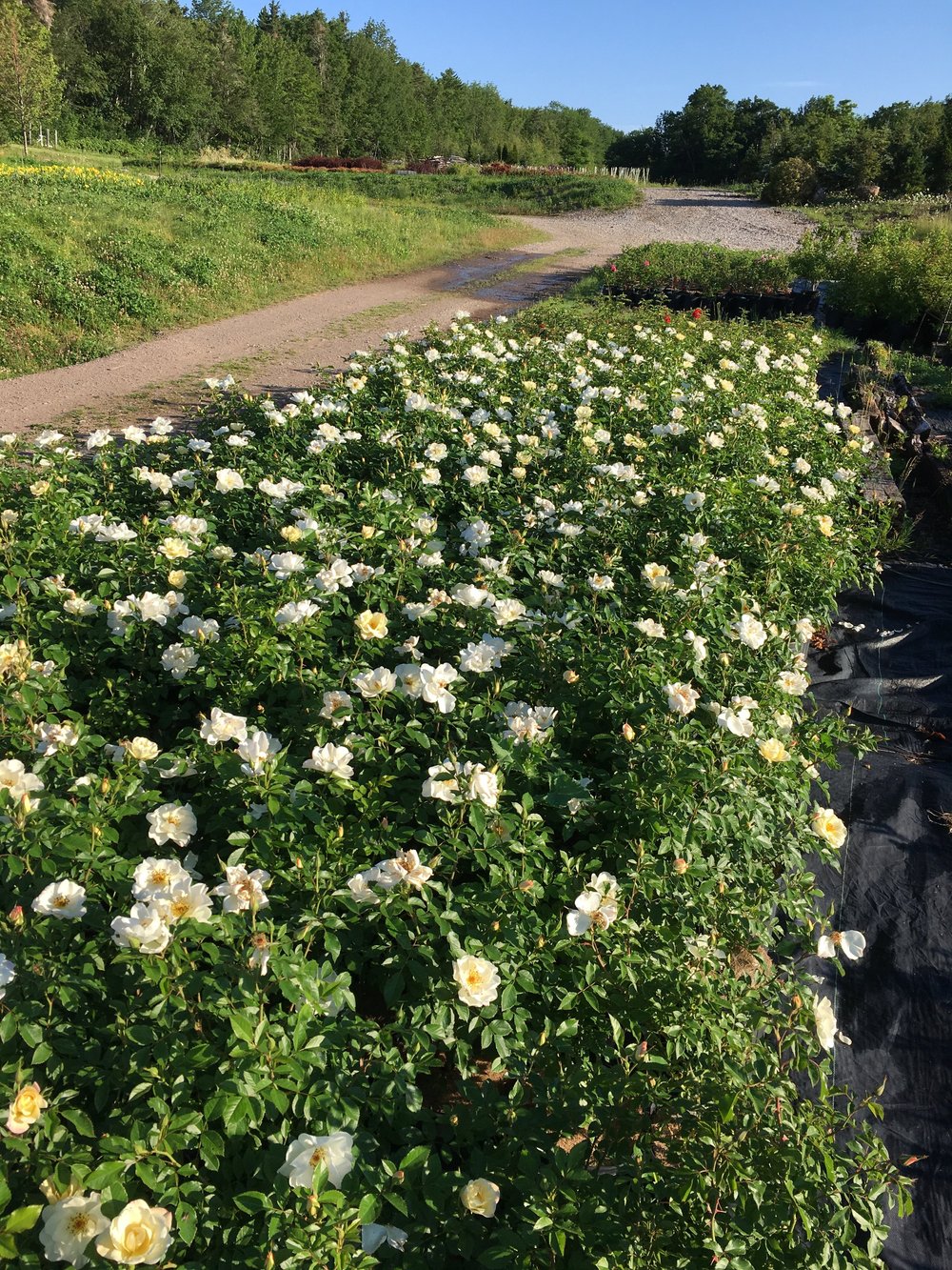 Alba Maxima Rose — Corn Hill Nursery