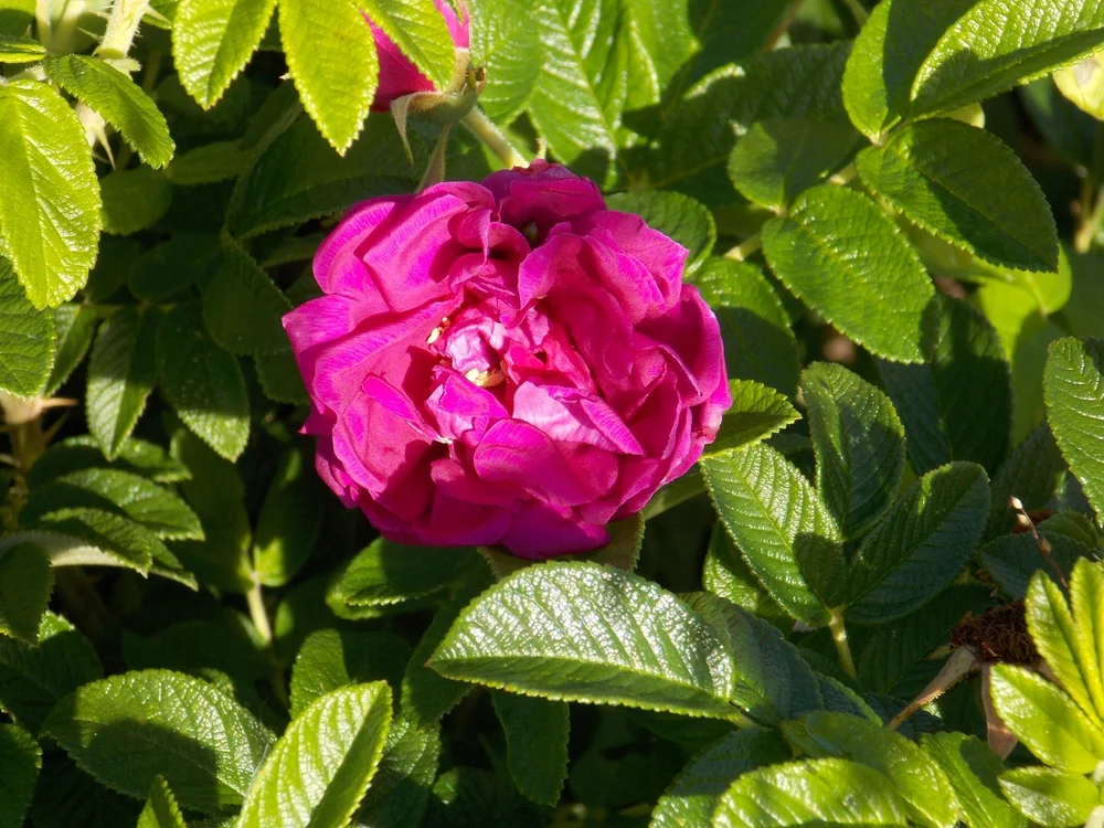 Champlain Rose — Corn Hill Nursery
