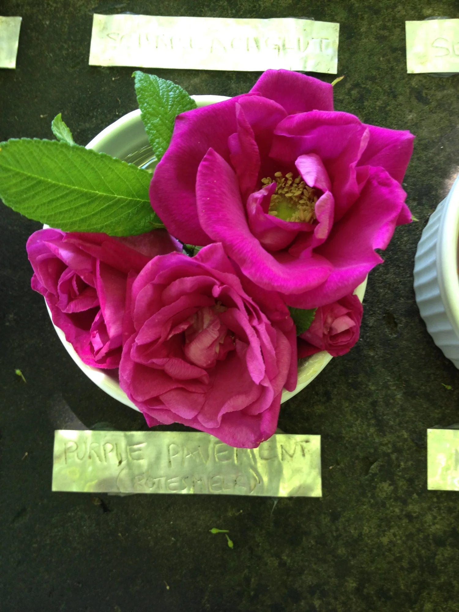 Champlain Rose — Corn Hill Nursery